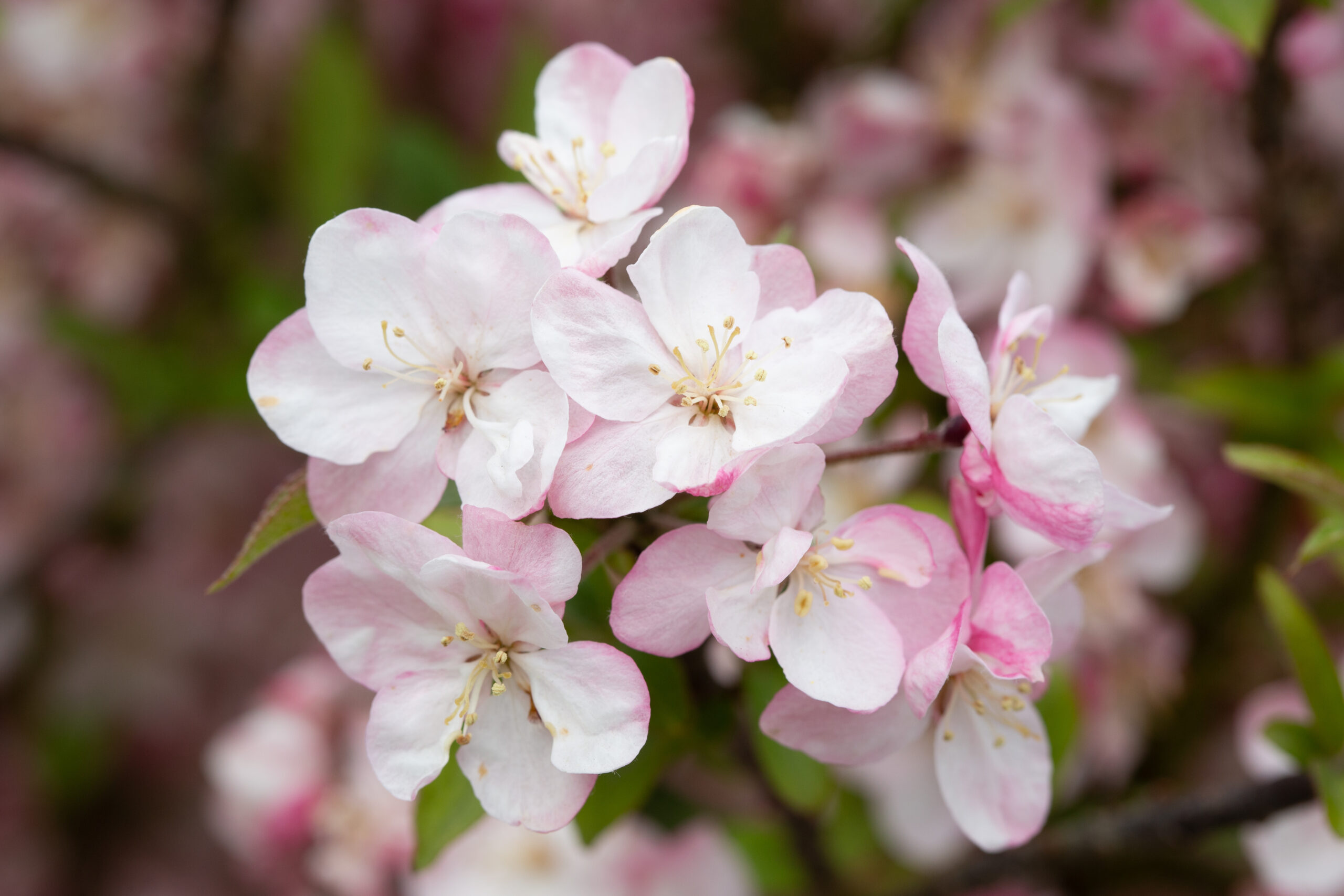 Why Trees Blossom - The Frank P Matthews Guide | Frank P Matthews