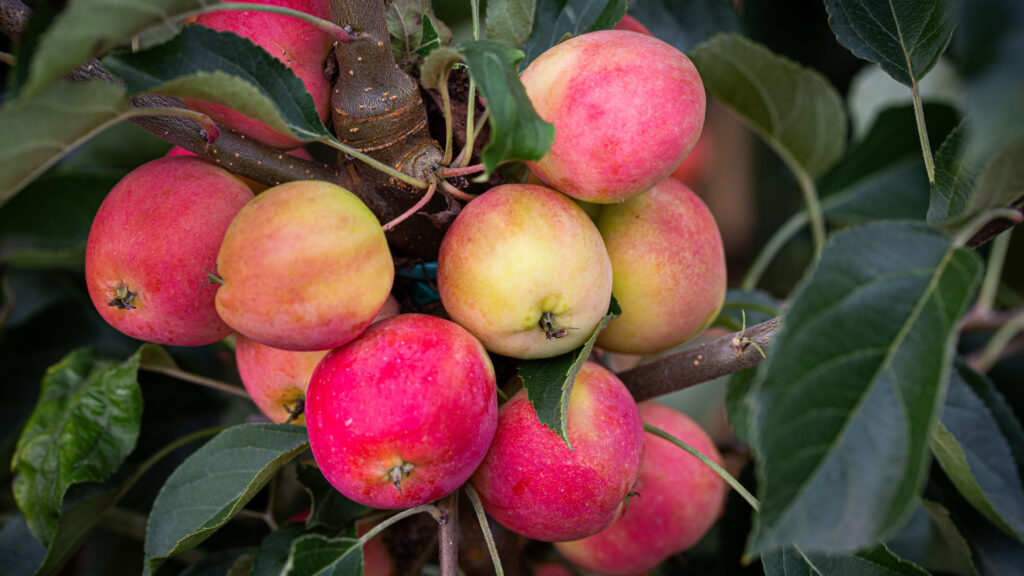 The Best Crab Apple Varieties For Your Garden | Frank P Matthews