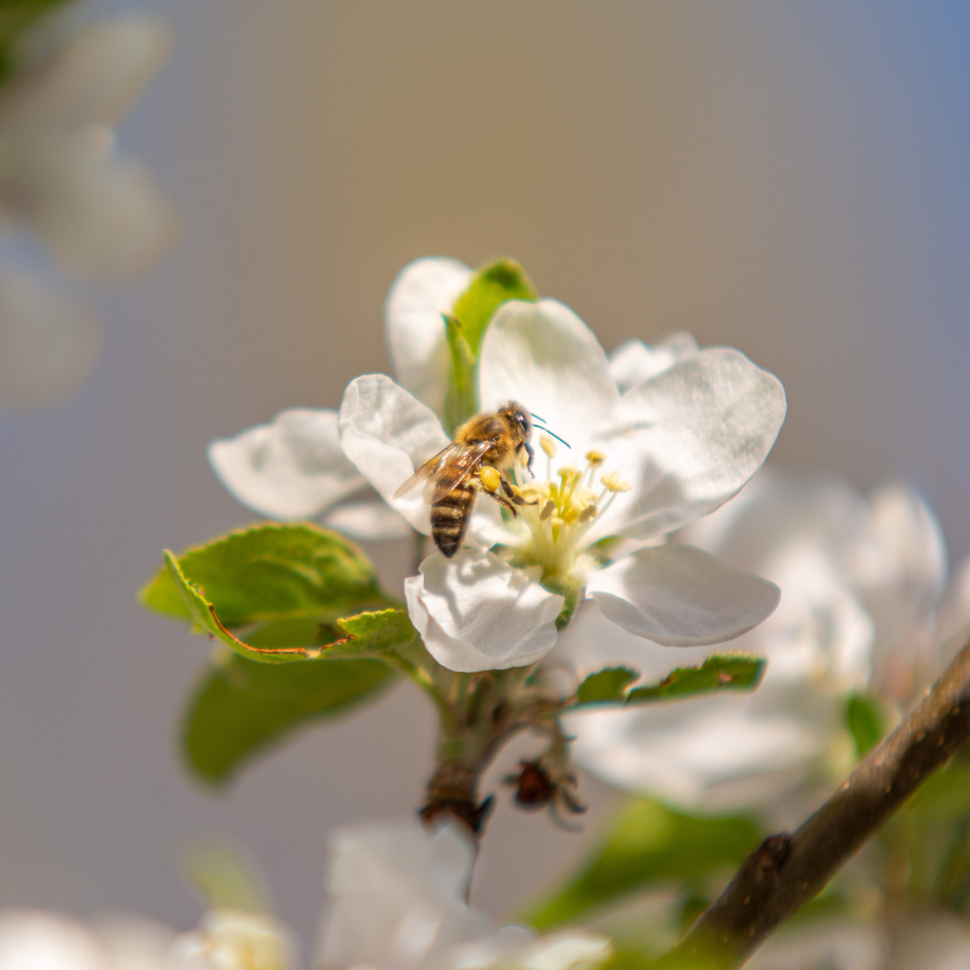 Apple Tree Pollination- The Frank P Matthews Guide