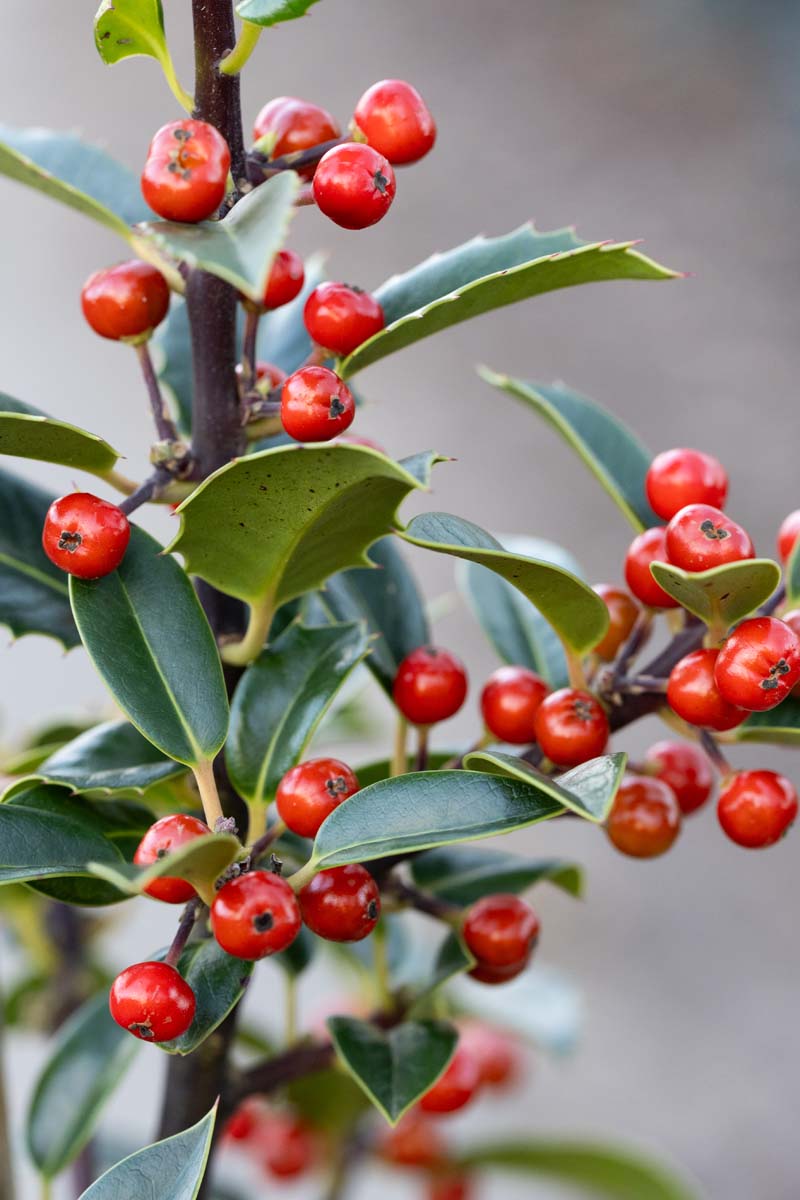 Ilex aquifolium (Hedging) | Common Holly | Hedging | Frank P Matthews