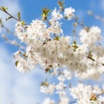 The UK's Widest Range of Trees | Frank P Matthews