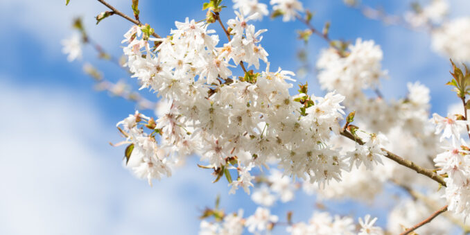 Fruit and Ornamental Trees for Sale | Frank P Matthews