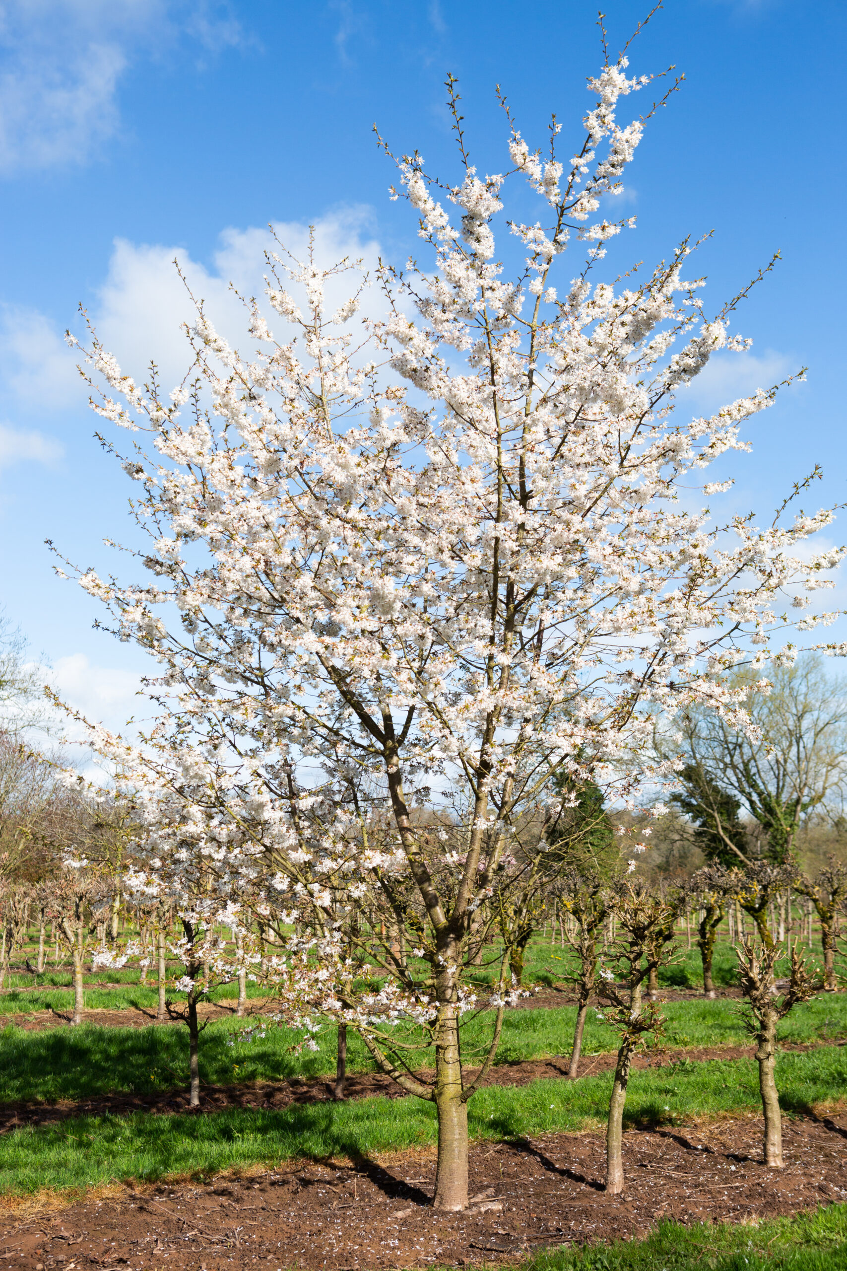 Prunus 'Starlight'® shortlisted for RHS Plant Of The Year | Frank P ...