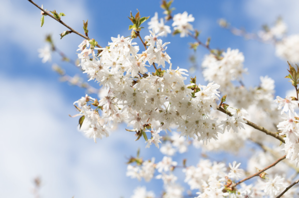 Prunus ‘Starlight’® Named RHS Plant of the Year | Frank P Matthews