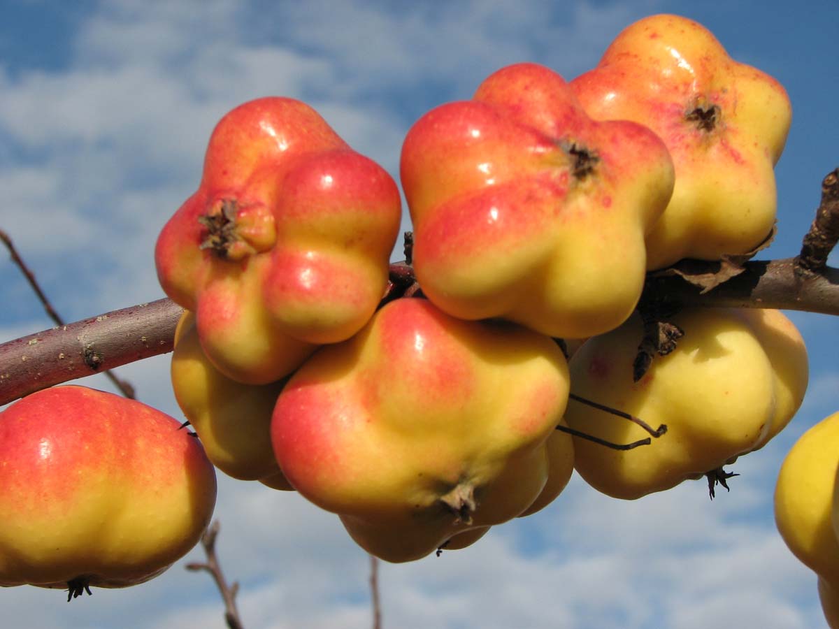 Apistar® Apple | Frank P Matthews Fruit Trees