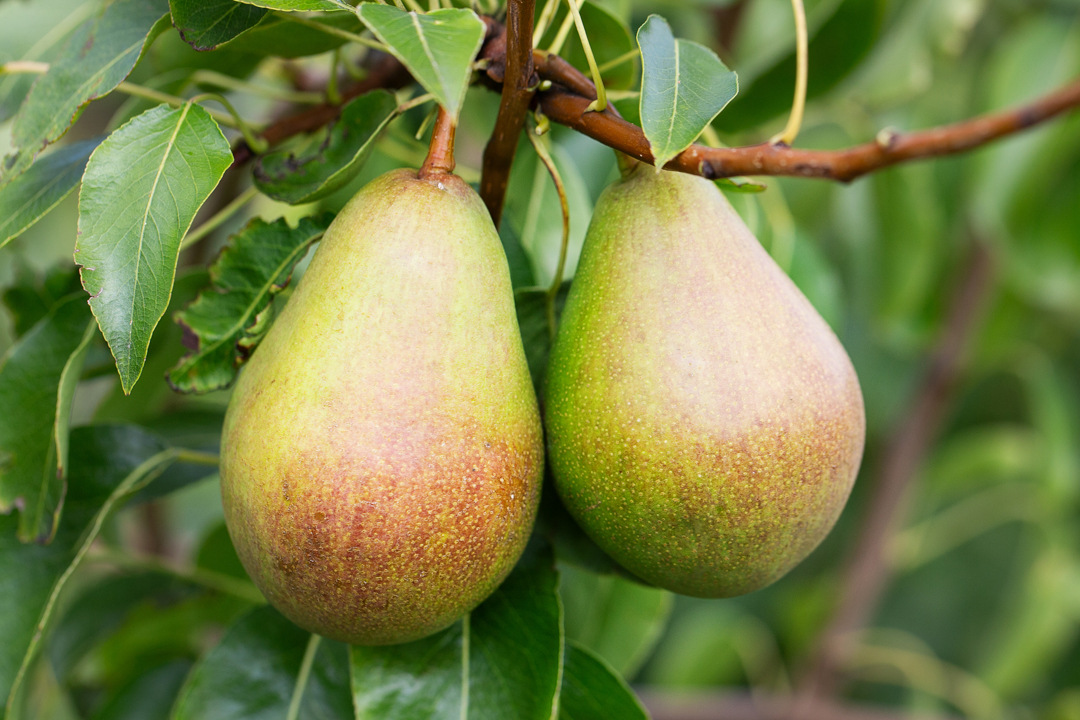 Cornishgold™ Pear | Frank P Matthews Fruit Trees
