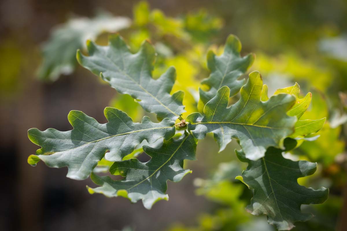 Quercus 'Boscobel Royal' | Oak Tree | Frank P Matthews Ornamental Trees