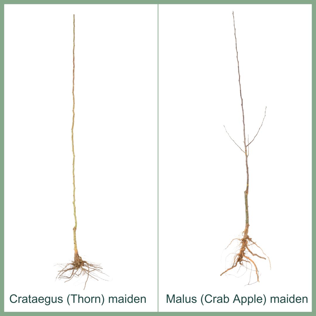 Ornamental Trees - Bare Root Specifications | Frank P Matthews