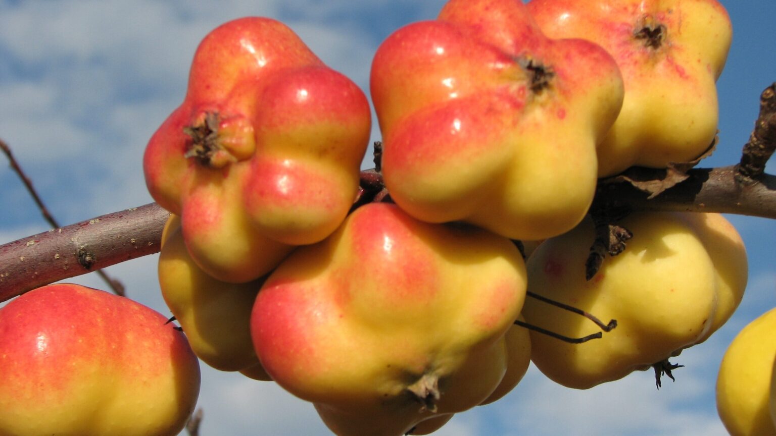 Meet Our New Arrivals For The 2024 Tree Season! | Frank P Matthews