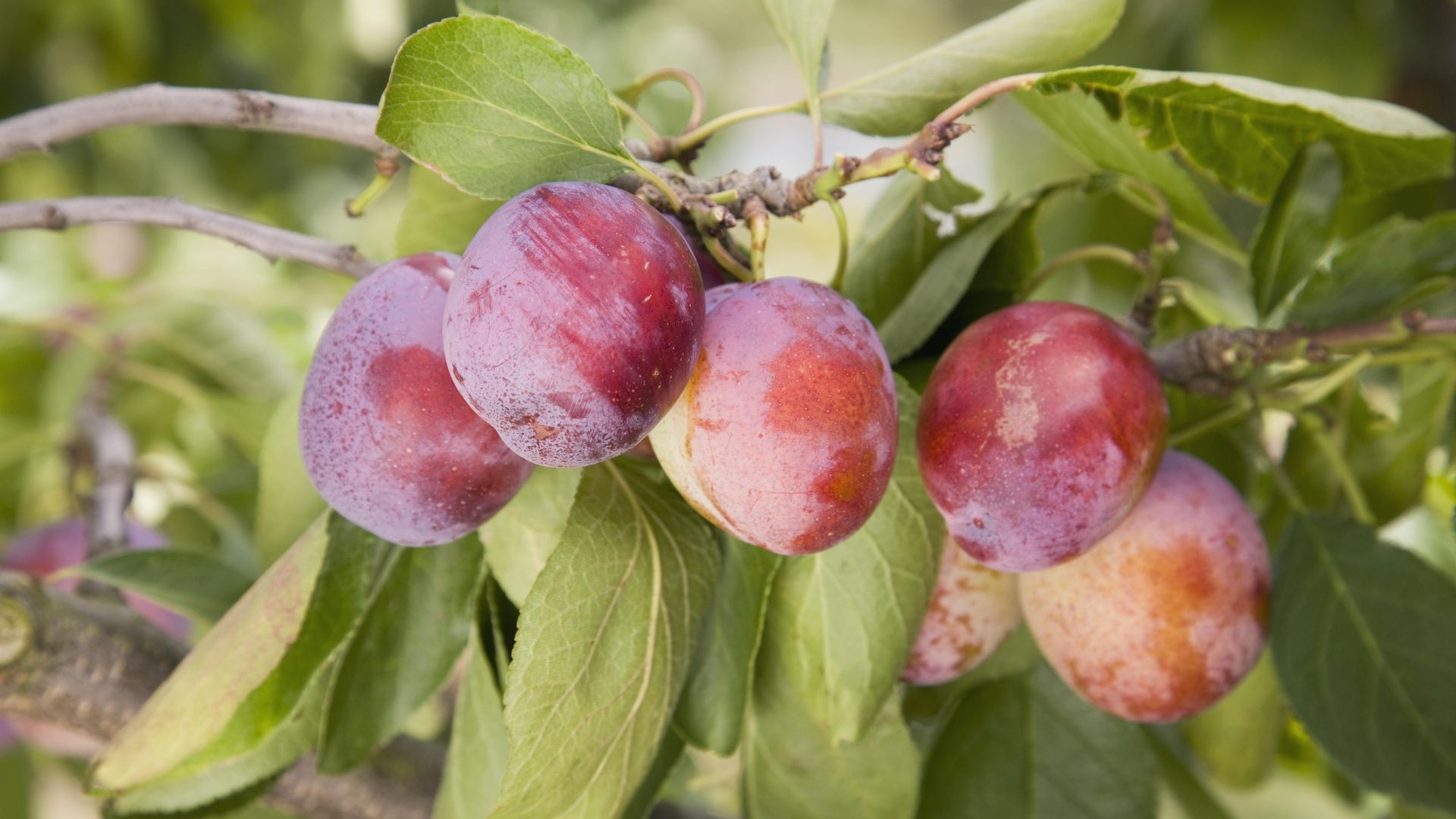 Comprehensive Guide to Pinching Plum Shoots | Frank P Matthews