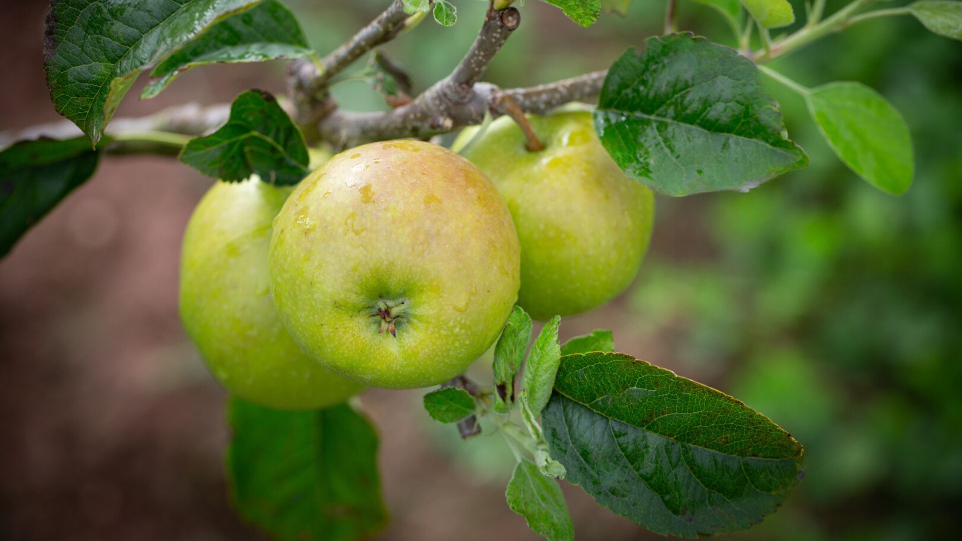 ‘Peter’s Gold’® Wins Platinum at Gardeners World 2024 | Frank P Matthews