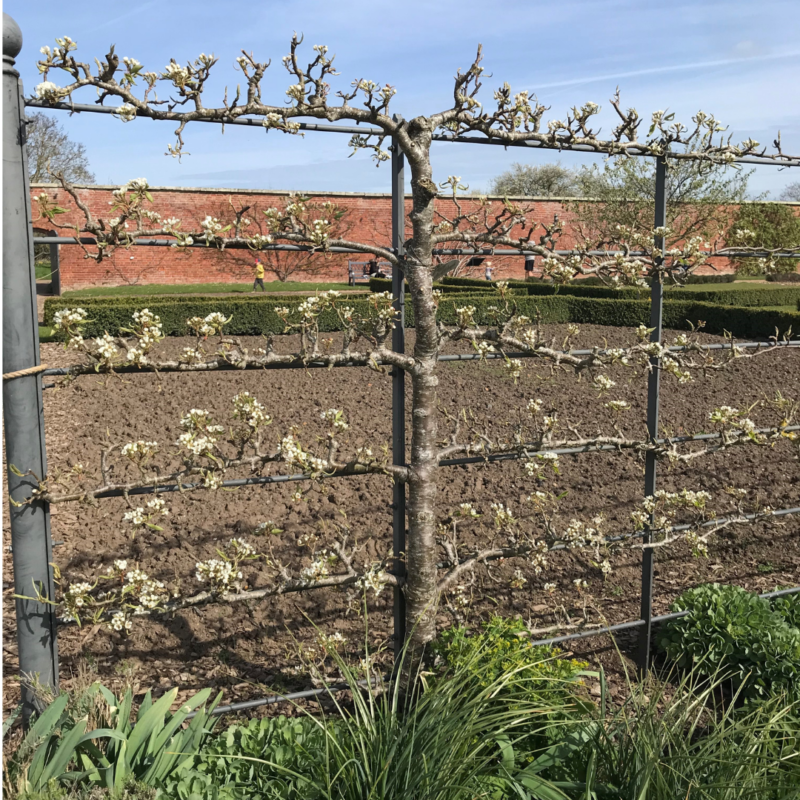 Trained Fruit Trees: A Comprehensive Guide To Forms | Frank P Matthews