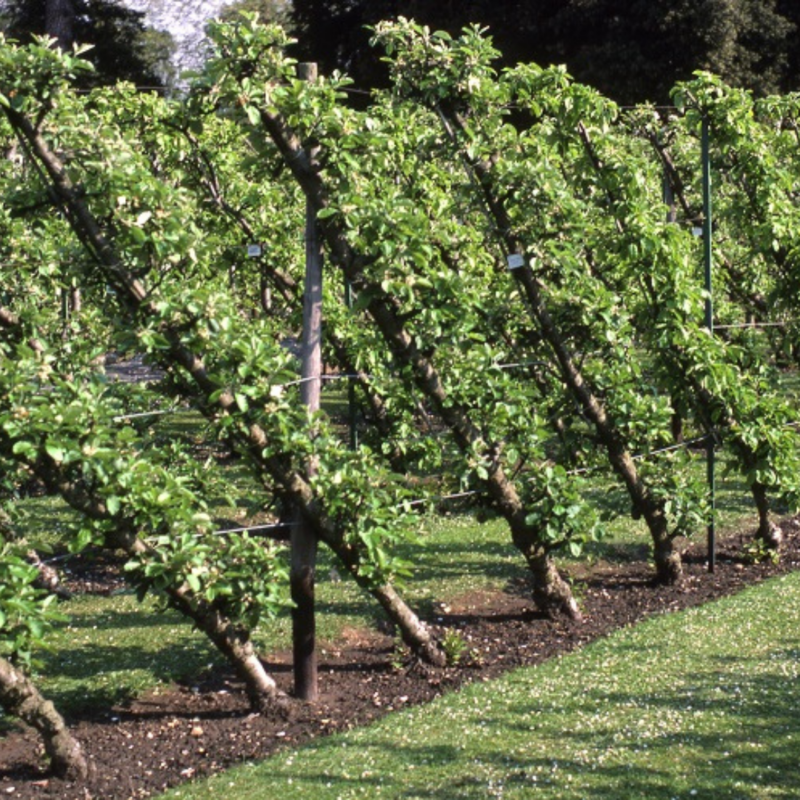 Trained Fruit Trees: A Comprehensive Guide To Forms | Frank P Matthews