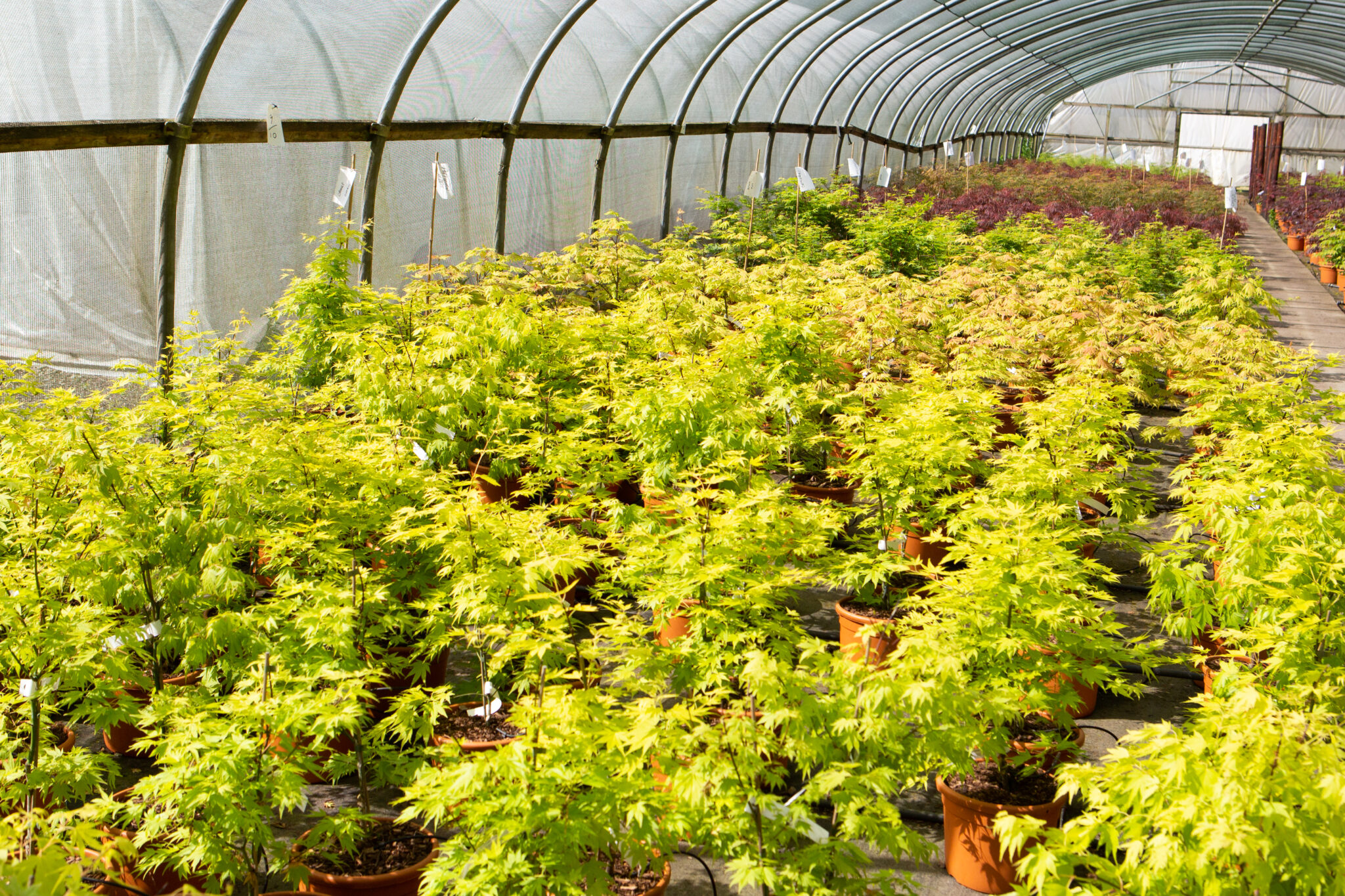 The Best Ornamental Trees for Small Spaces | Frank P Matthews