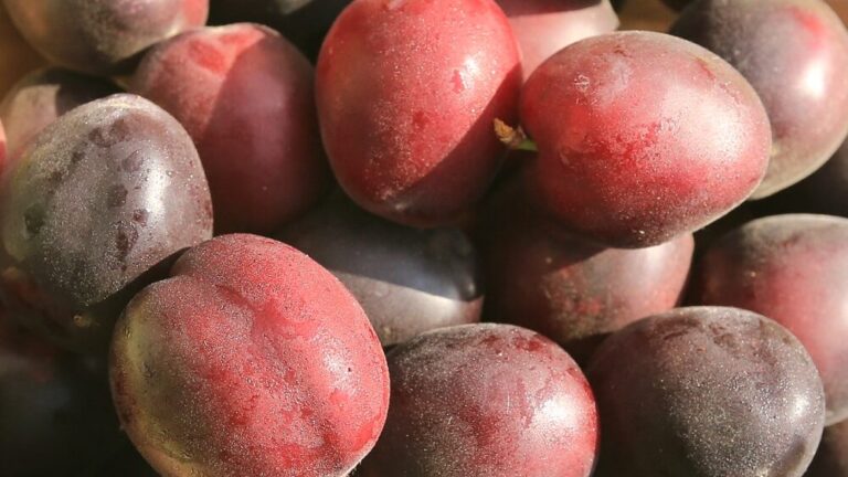 Plumcot, Pluots And Aprium: Hybrid Fruit A Comprehensive Guide | Frank ...