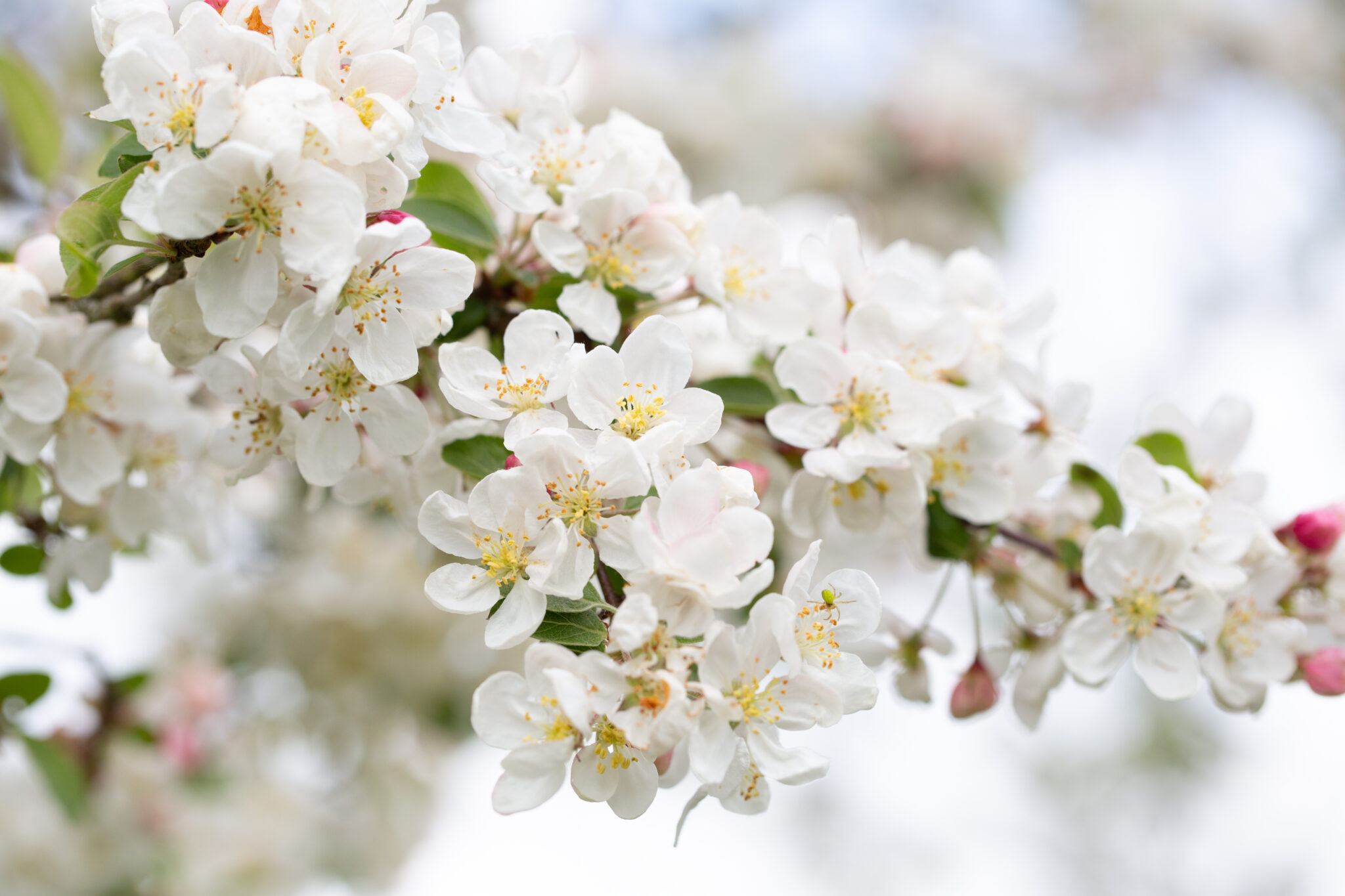 The Best Ornamental Trees for Small Spaces | Frank P Matthews