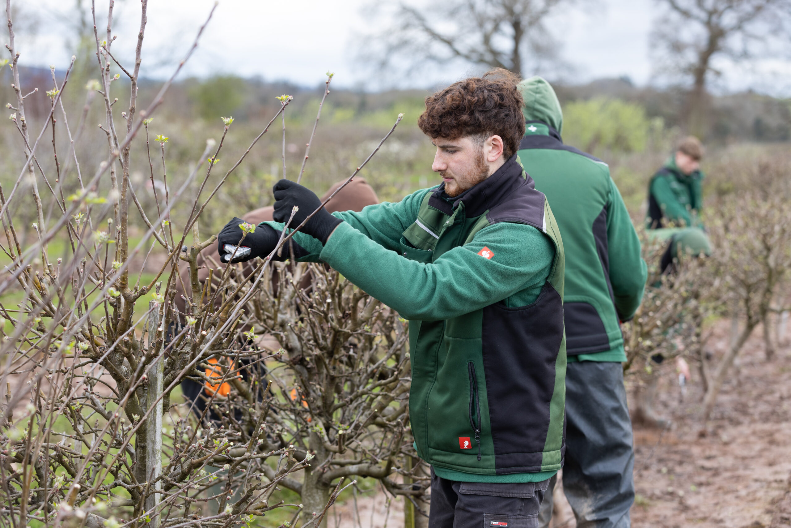 A Comprehensive Guide to Summer Pruning | Frank P Matthews