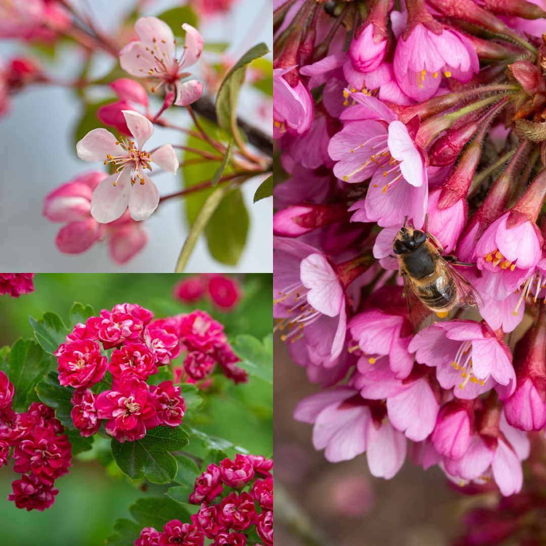 Spring Blossom Collection | Frank P Matthews Ornamental Trees