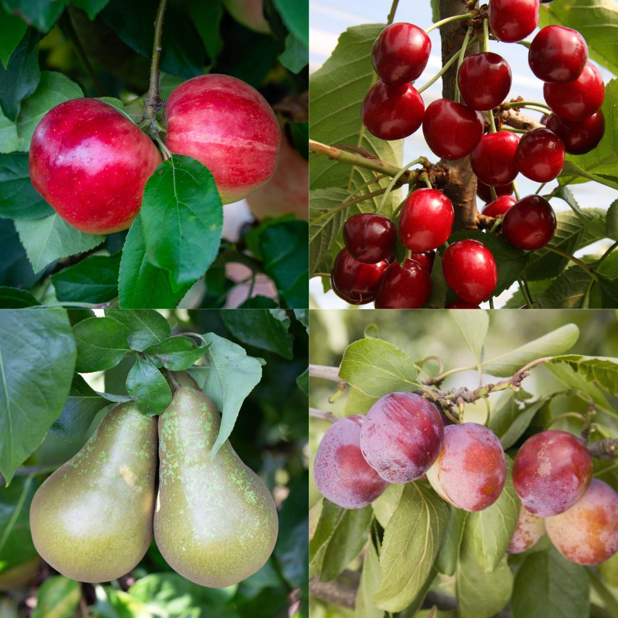 Mixed Fruit Orchard Collection #2 | Frank P Matthews Fruit Trees