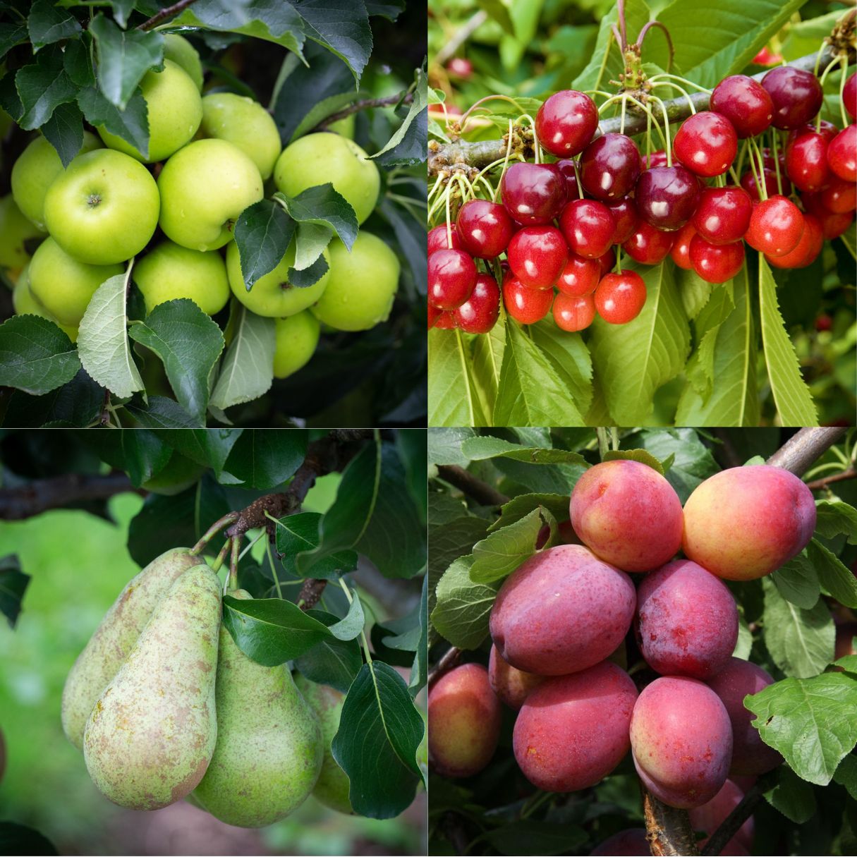 Orchard Collection #1 | Frank P Matthews Fruit Trees