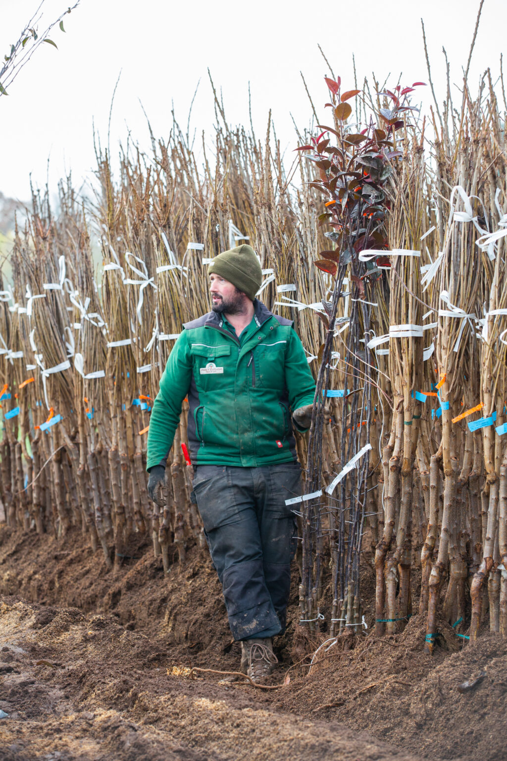 Bare Root Trees: A Comprehensive Guide | Frank P Matthews