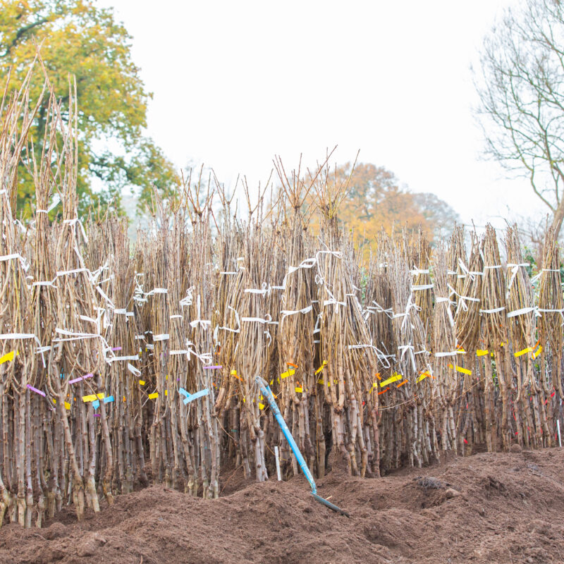 Bare Root Trees: A Comprehensive Guide | Frank P Matthews