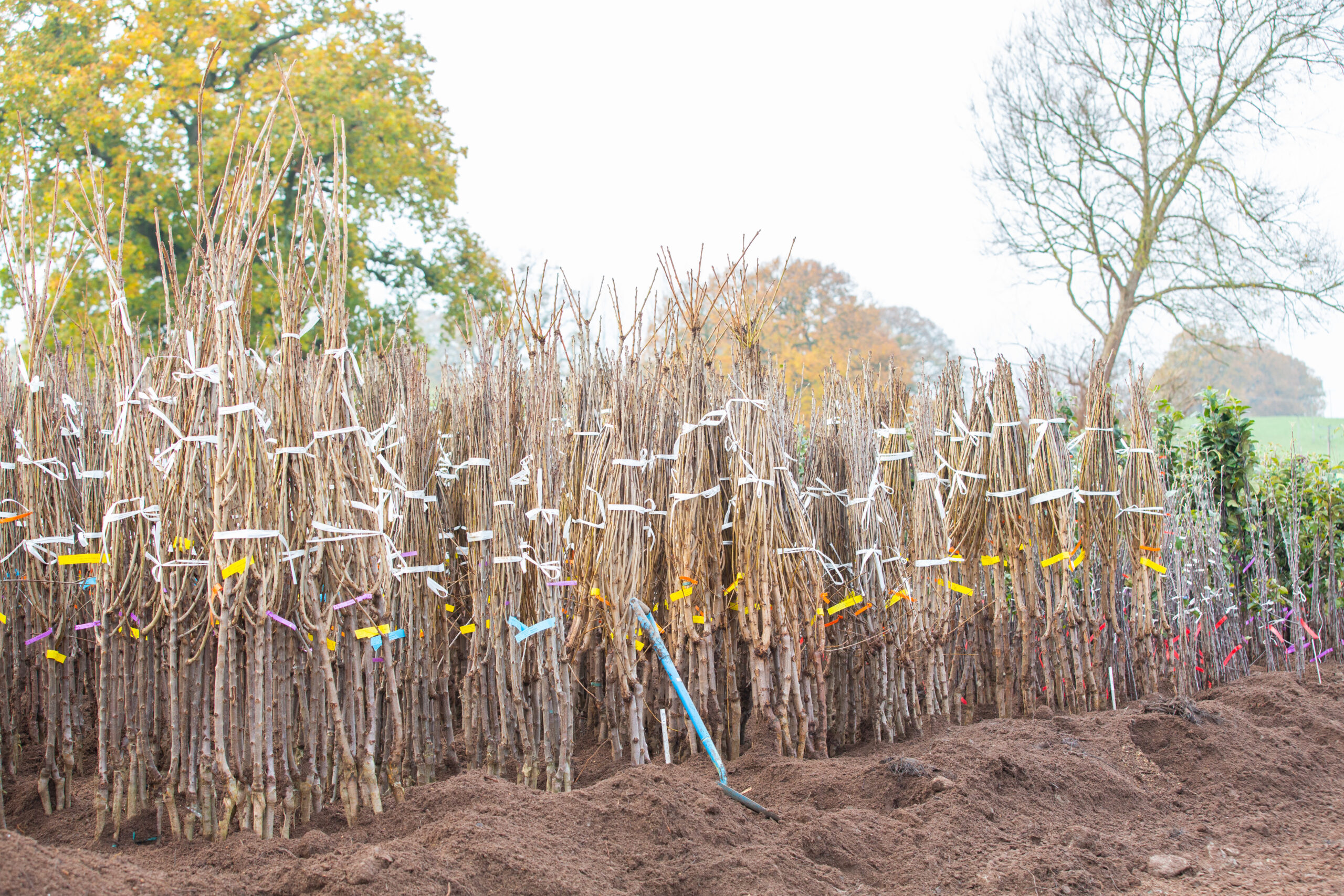 Frank P Matthews Launches 2024 Bare Root Range | Frank P Matthews