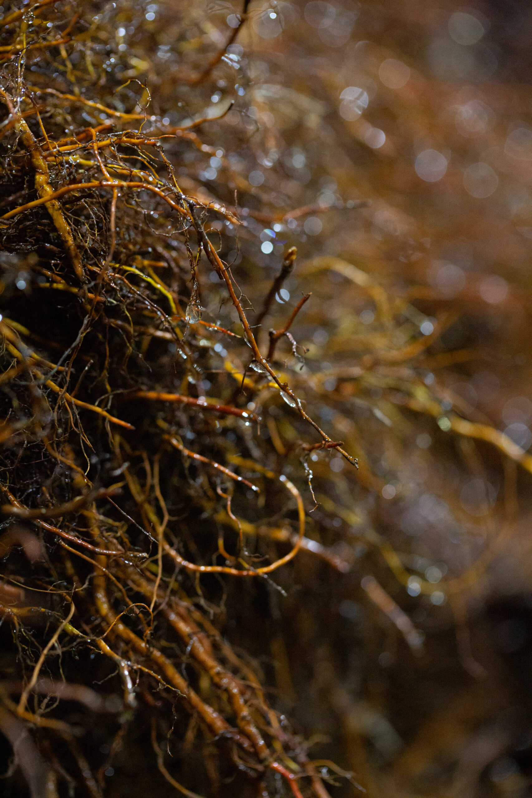 Nitrogen Fixation: The Role Of Trees In Soil Regeneration | Frank P ...