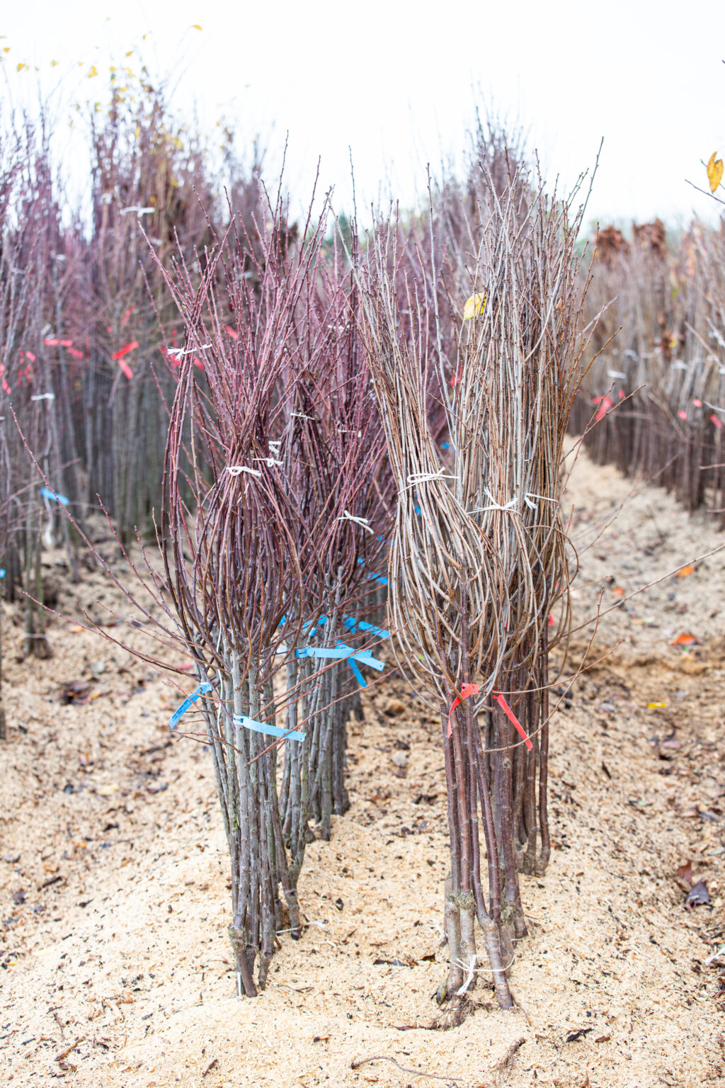 Bare Root Trees: A Comprehensive Guide | Frank P Matthews