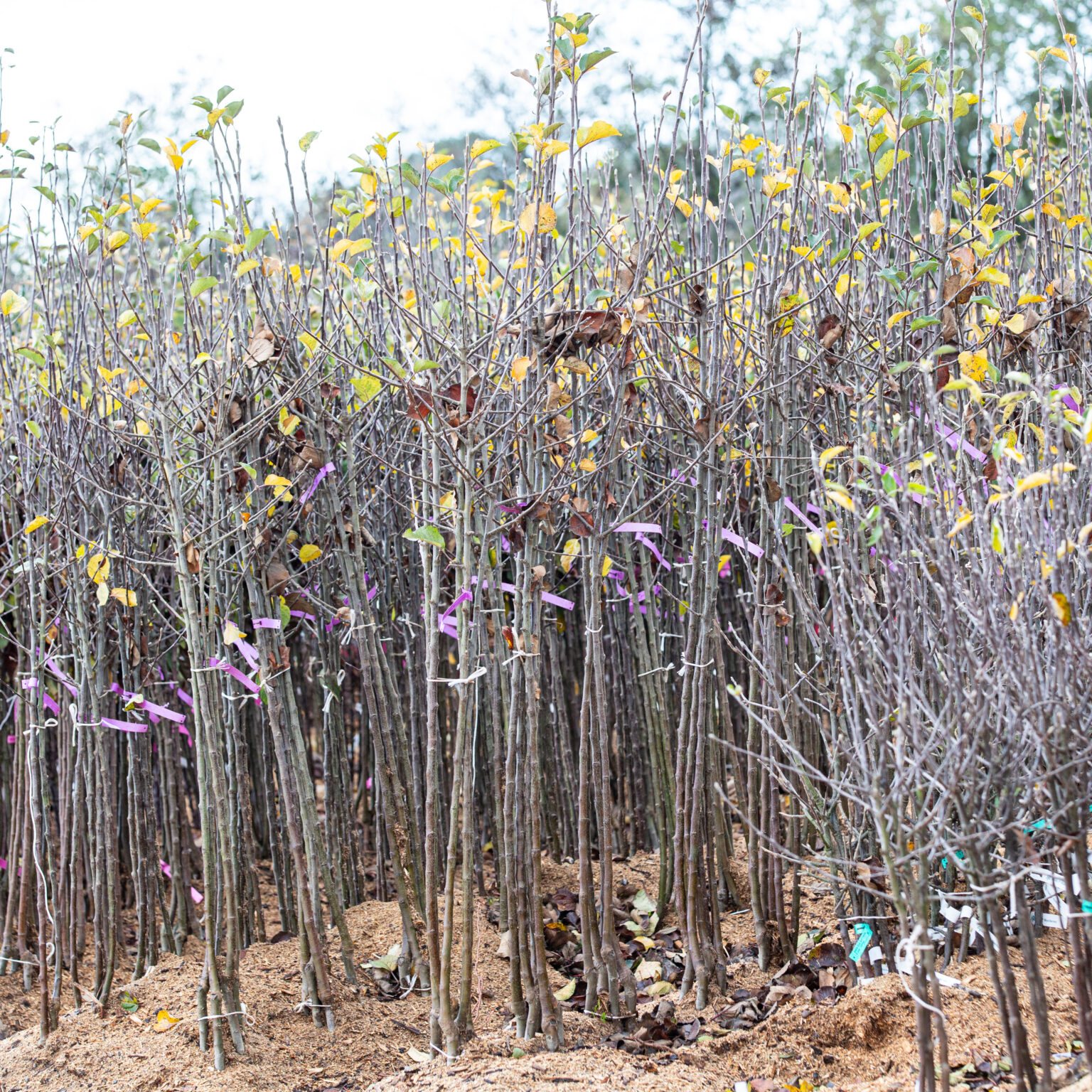 Bare Root Trees: A Comprehensive Guide | Frank P Matthews