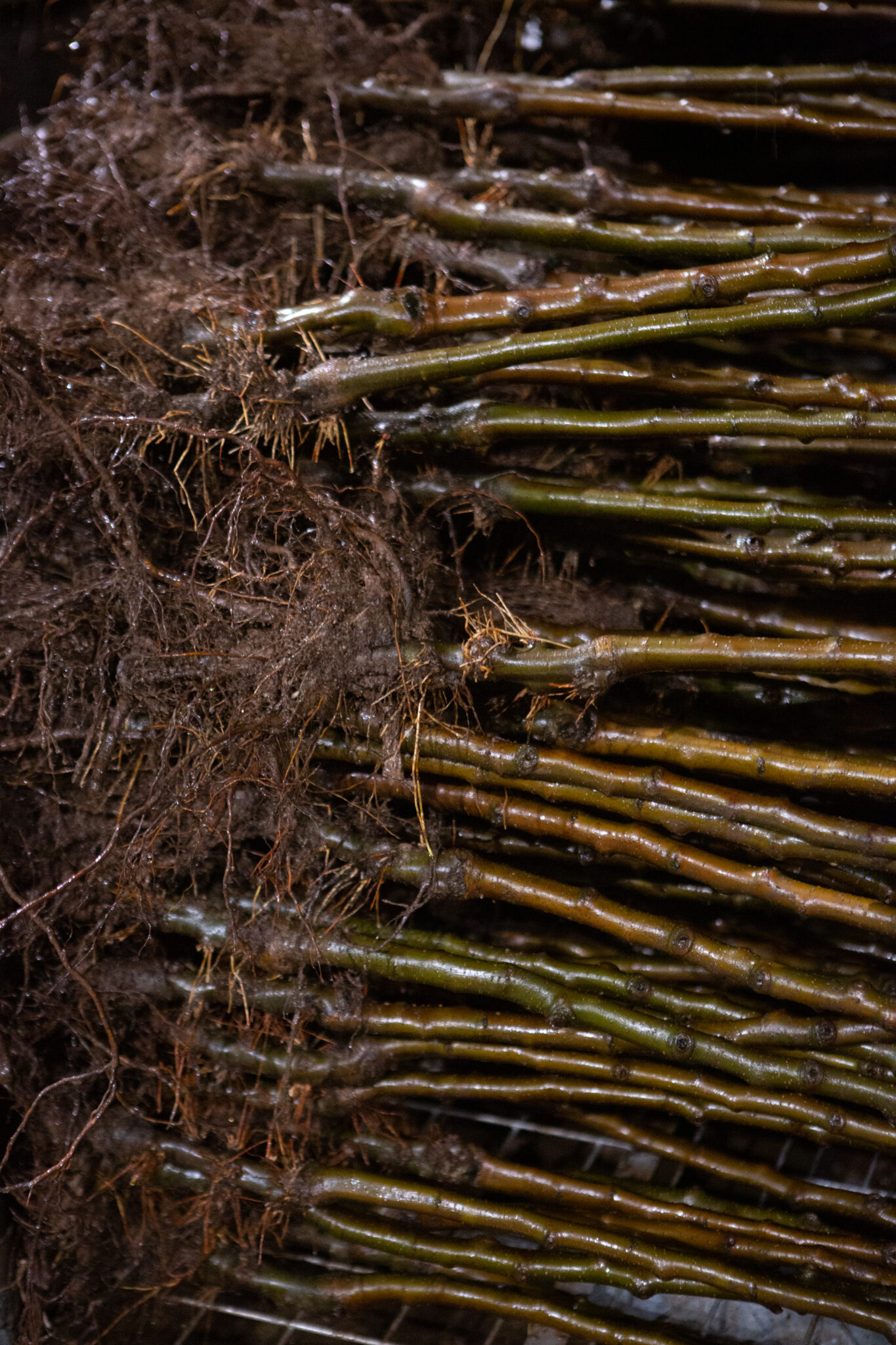 Nitrogen Fixation: The Role Of Trees In Soil Regeneration | Frank P ...