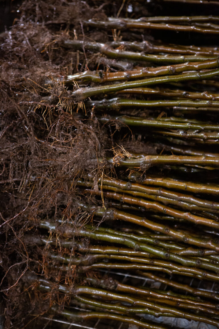 Nitrogen Fixation: The Role Of Trees In Soil Regeneration | Frank P ...