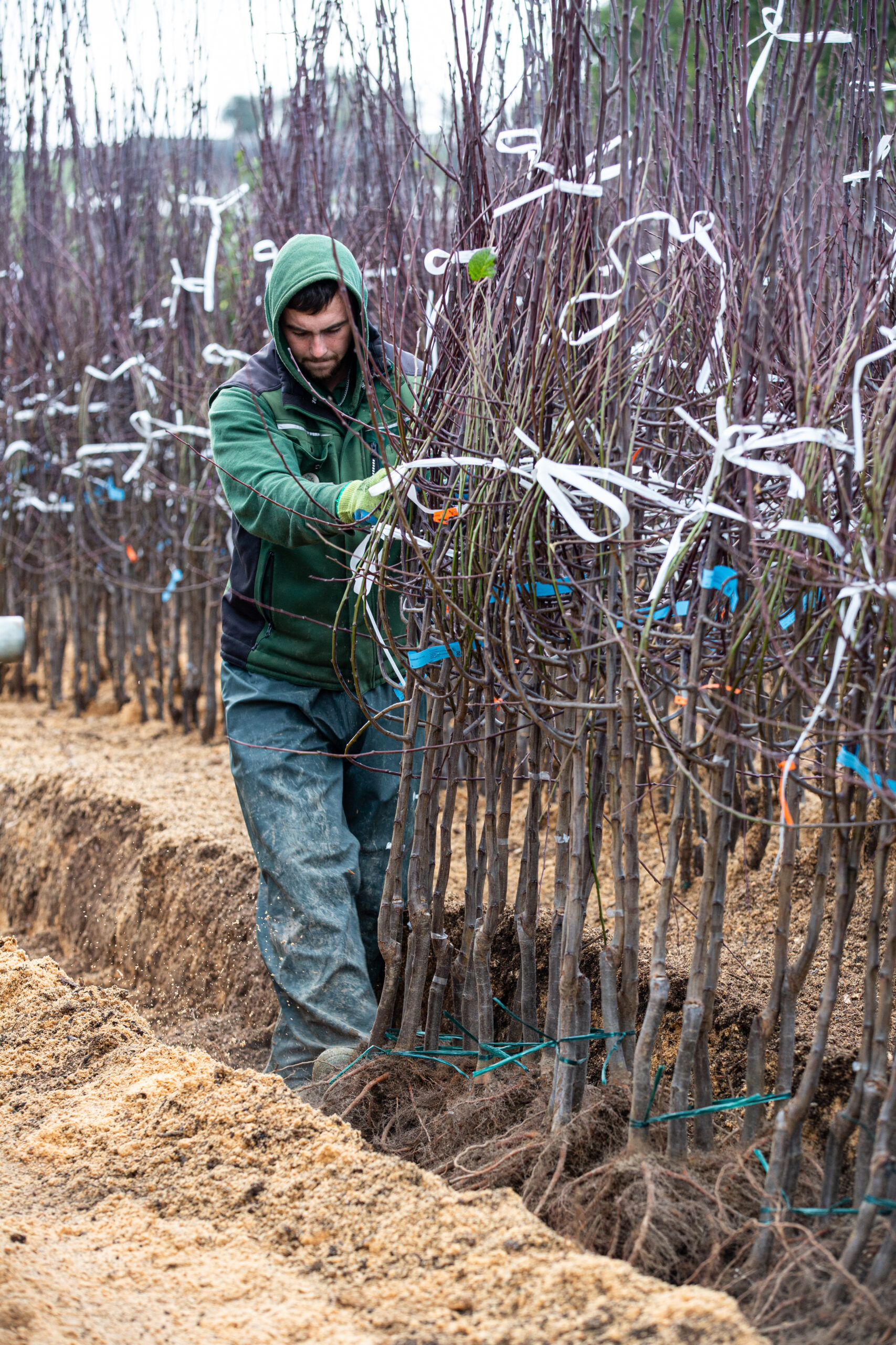 Bare Root Trees: A Comprehensive Guide | Frank P Matthews