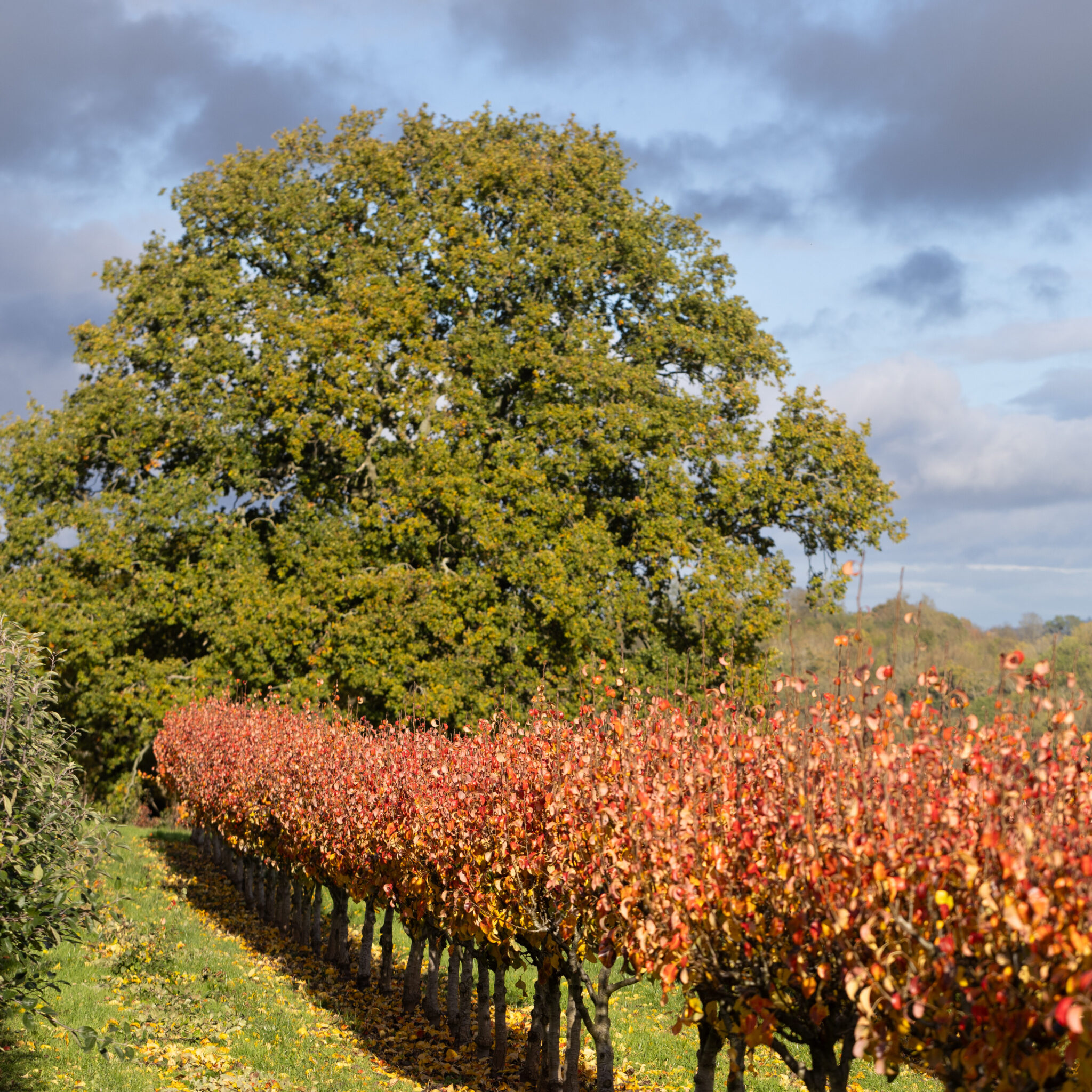 Nitrogen Fixation: The Role Of Trees In Soil Regeneration | Frank P ...