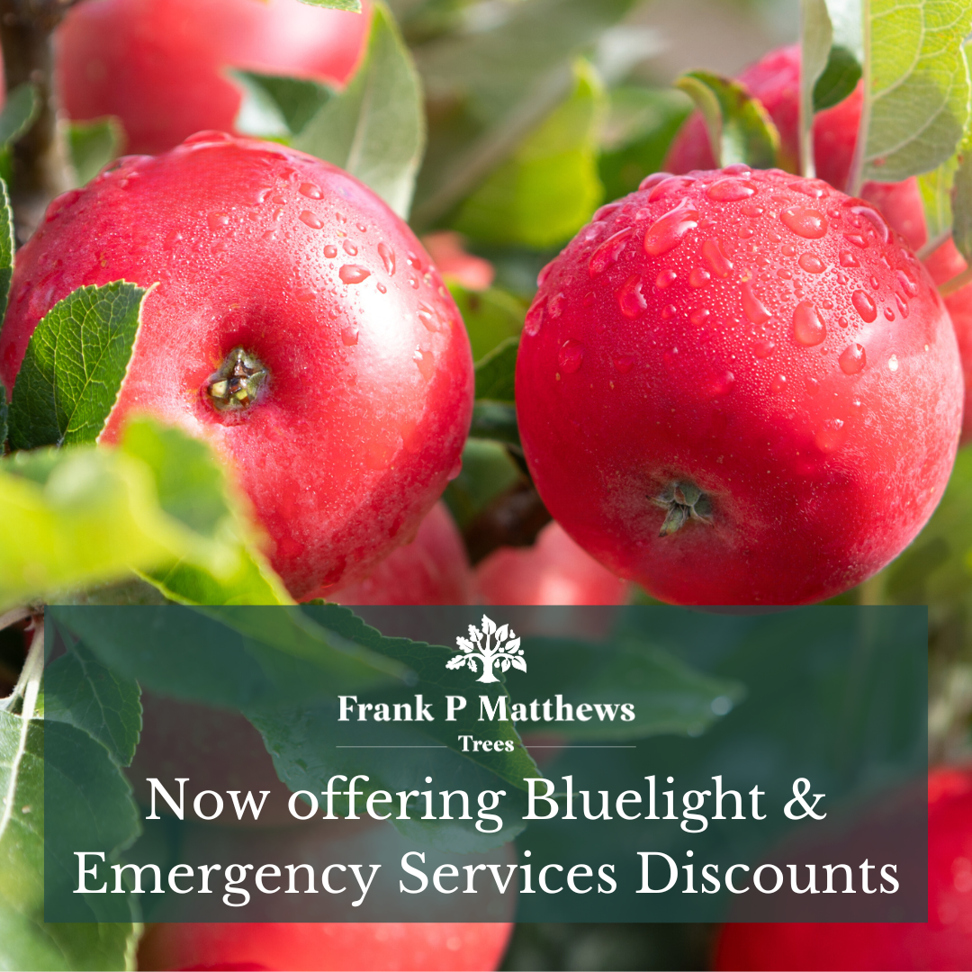 Frank P Matthews Now Offering Bluelight Card Discounts | Frank P Matthews