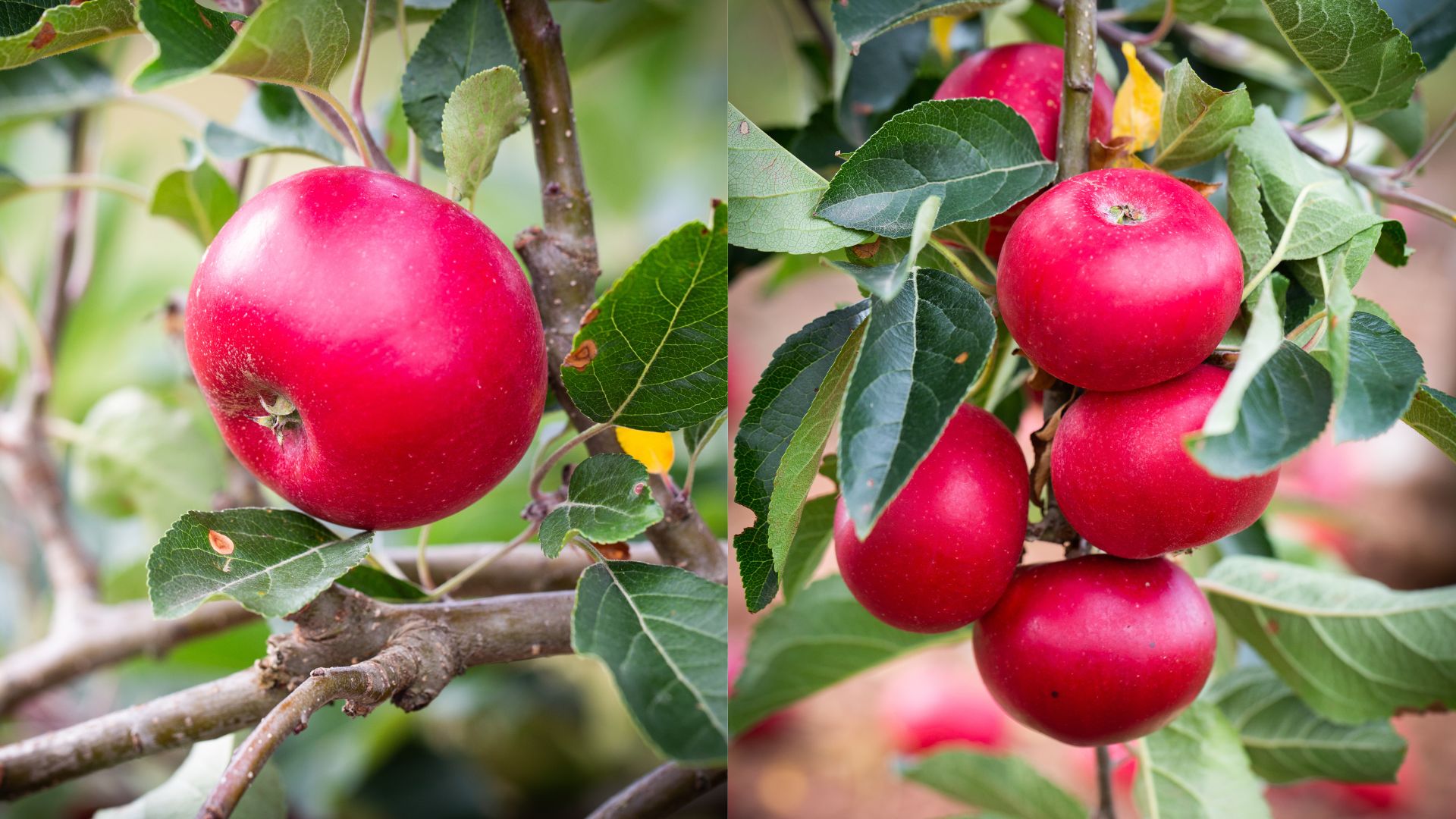 Top 5 most interesting apples to plant this year! | Frank P Matthews