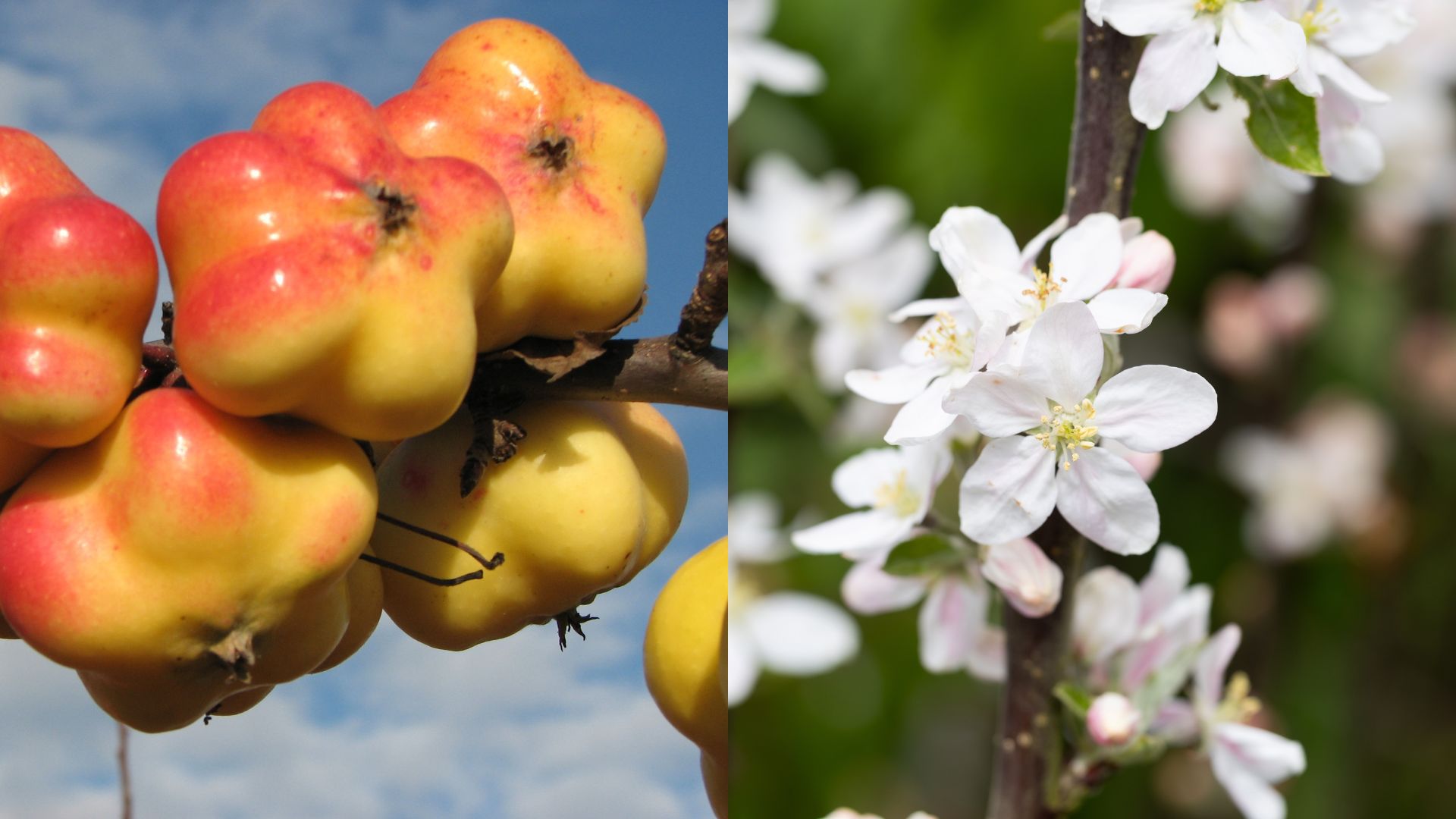 Top 5 most interesting apples to plant this year! | Frank P Matthews