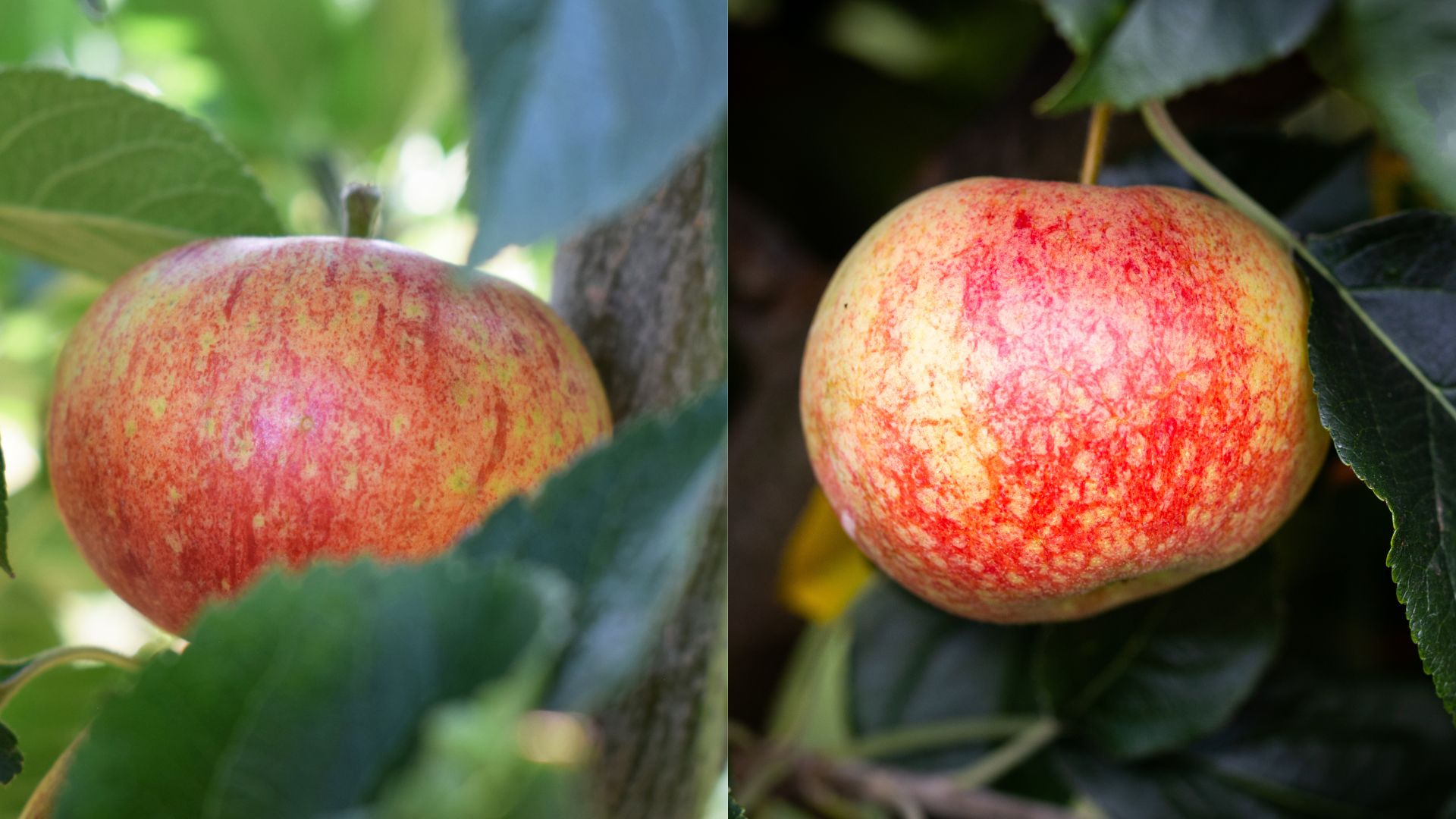 Top 5 most interesting apples to plant this year! | Frank P Matthews