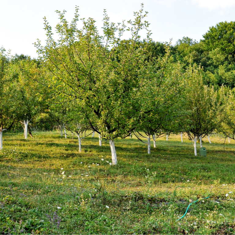 Plant An Agroforestry Fruit Tree With The New AF2 Grant | Frank P Matthews