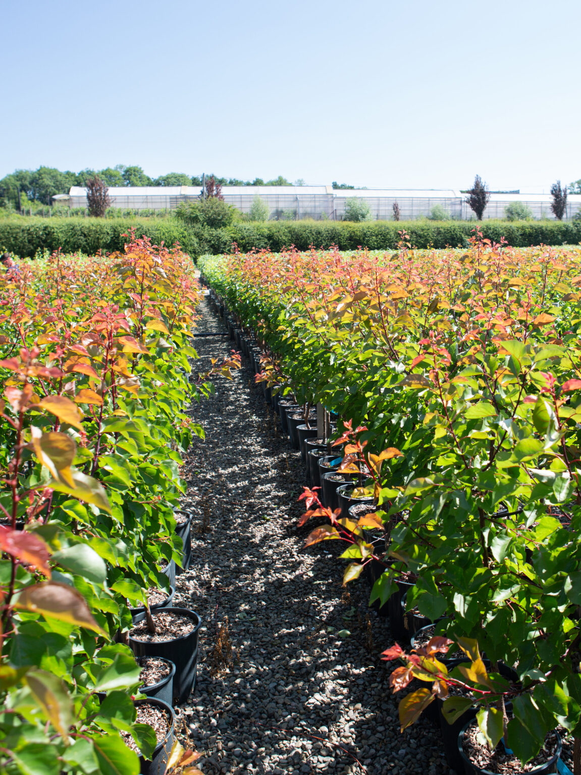 Bare Root vs Container Trees: Which Should You Plant? | Frank P Matthews
