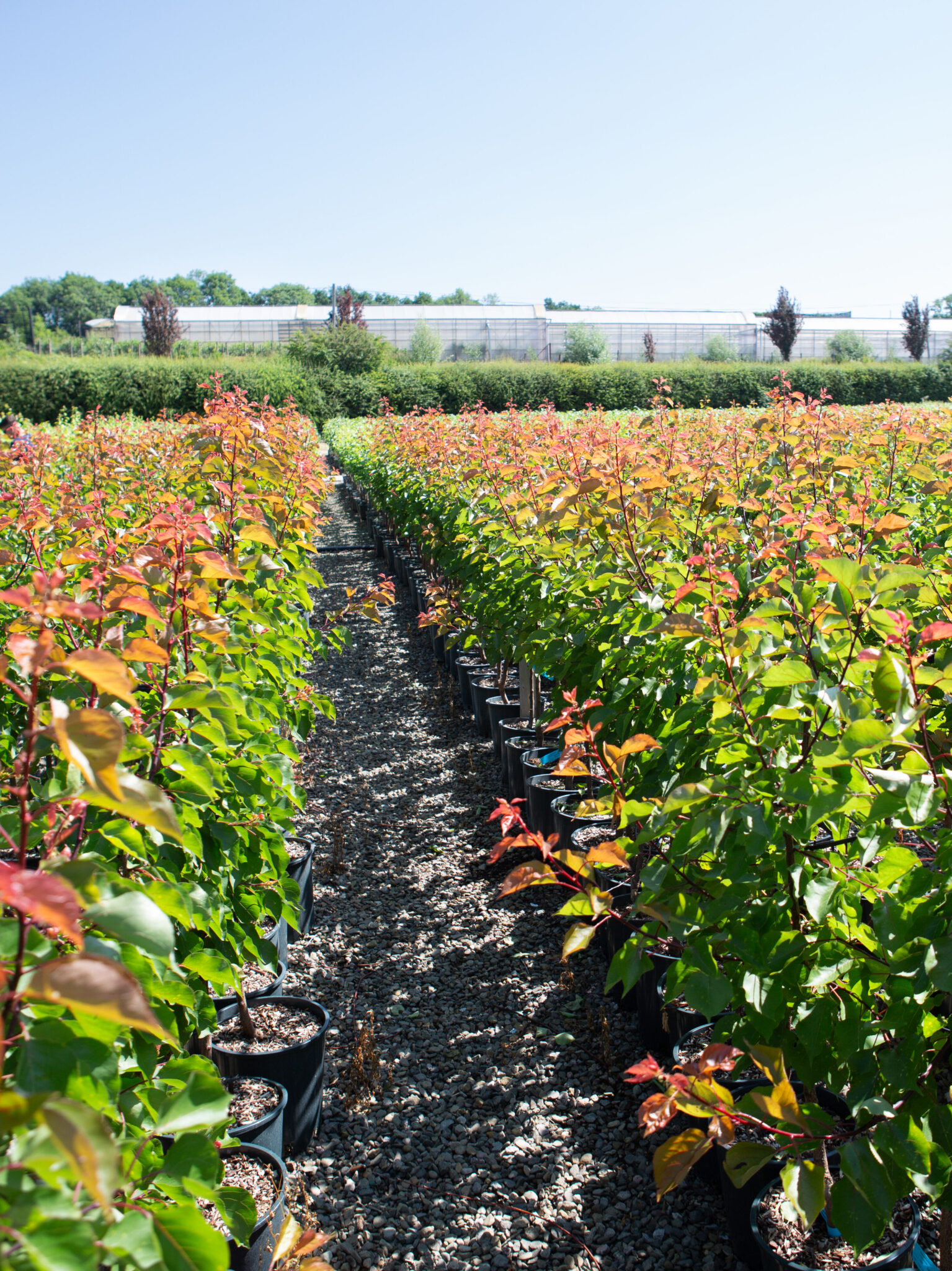 Bare Root vs Container Trees: Which Should You Plant? | Frank P Matthews
