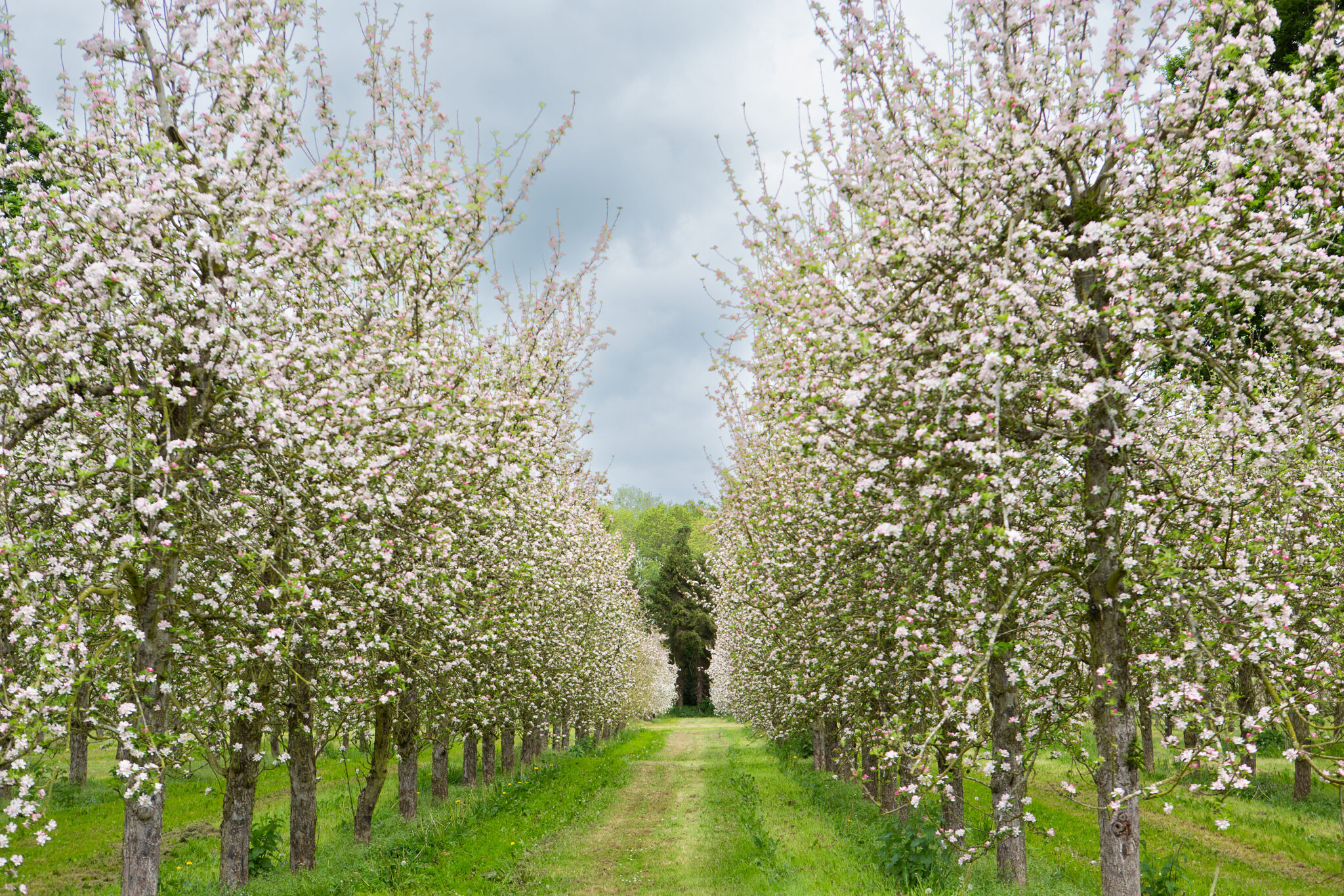 Bare Root vs Container Trees: Which Should You Plant? | Frank P Matthews