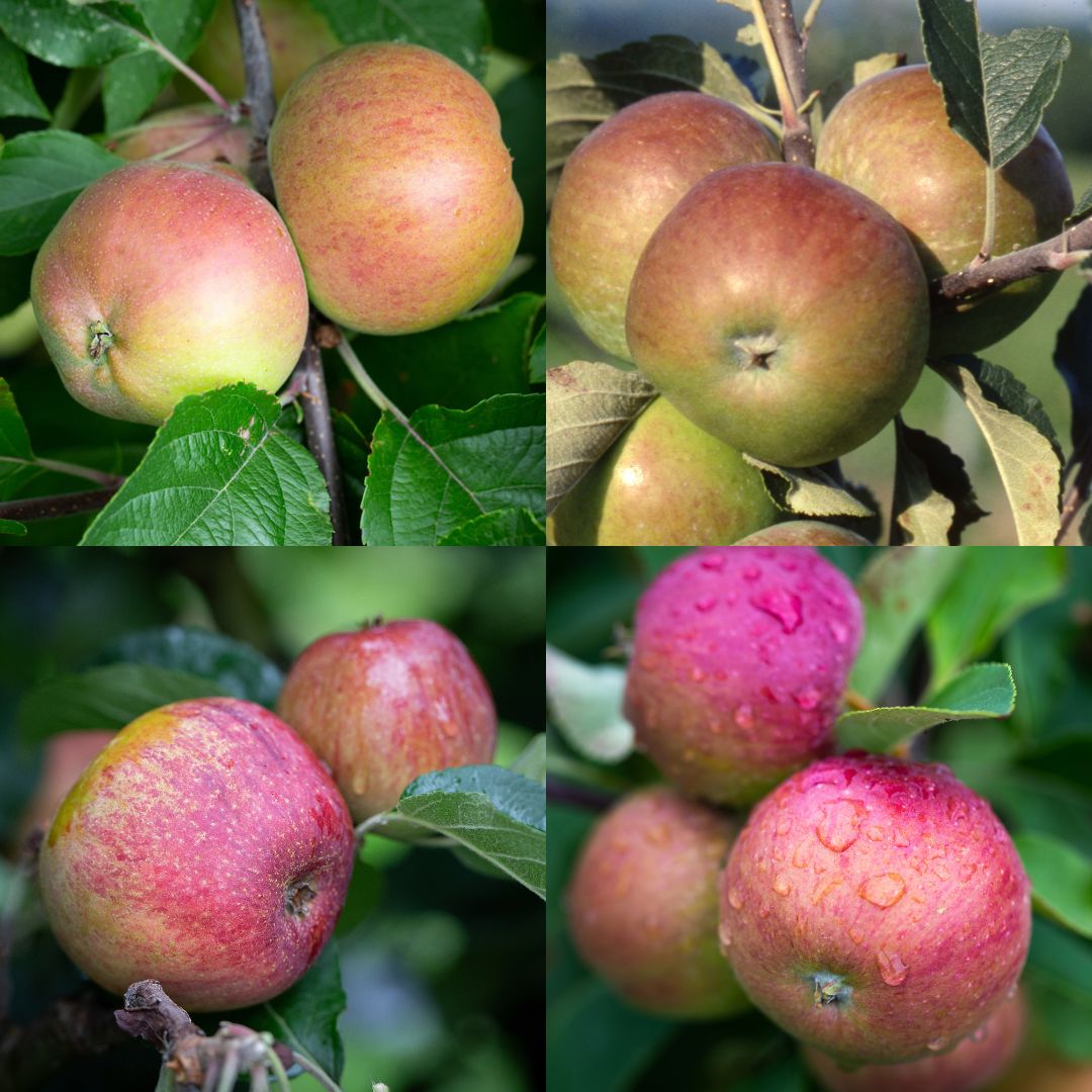 Cider Apple Collection | Frank P Matthews