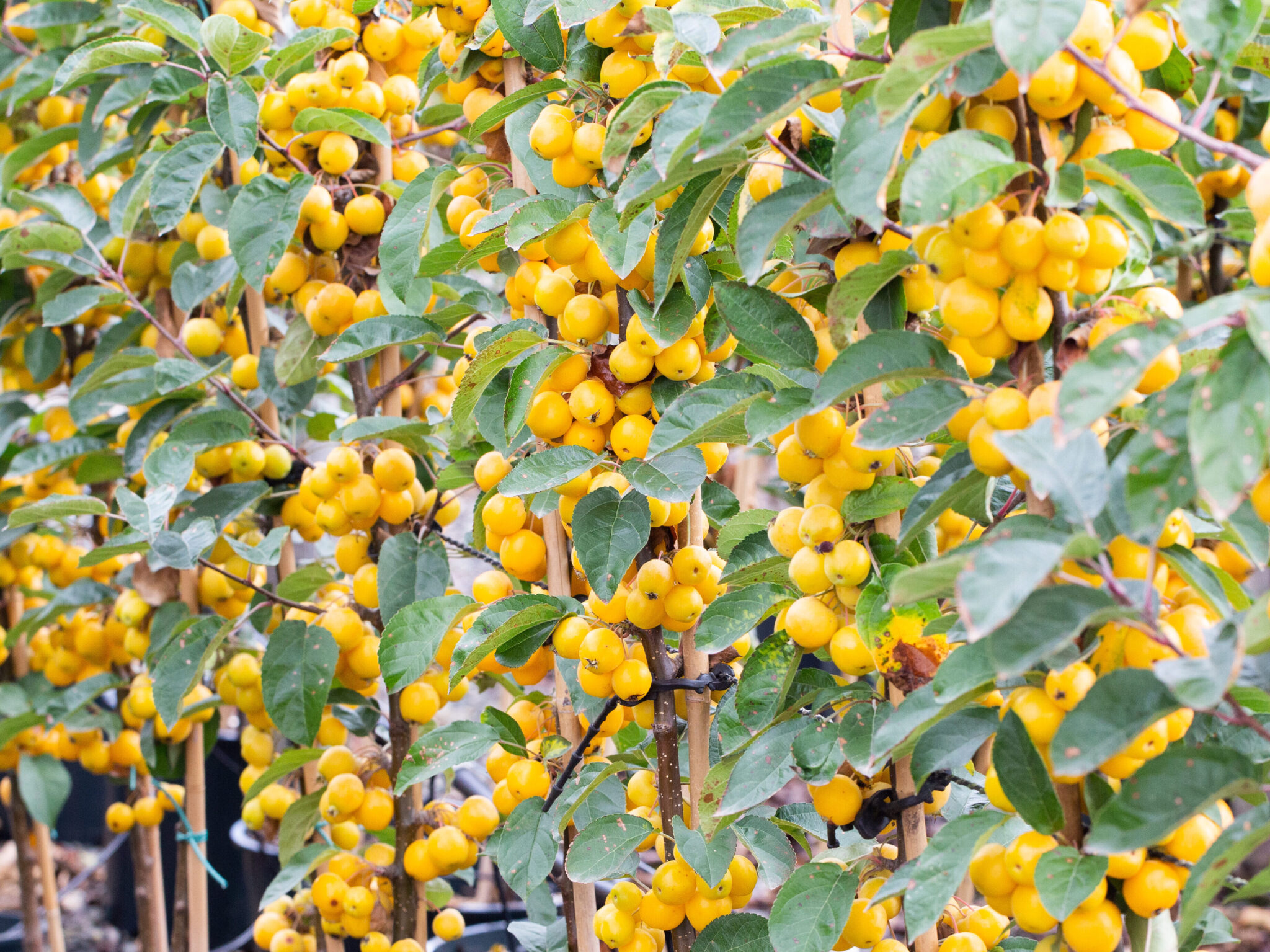 Crabapples: A Comprehensive Guide | Frank P Matthews