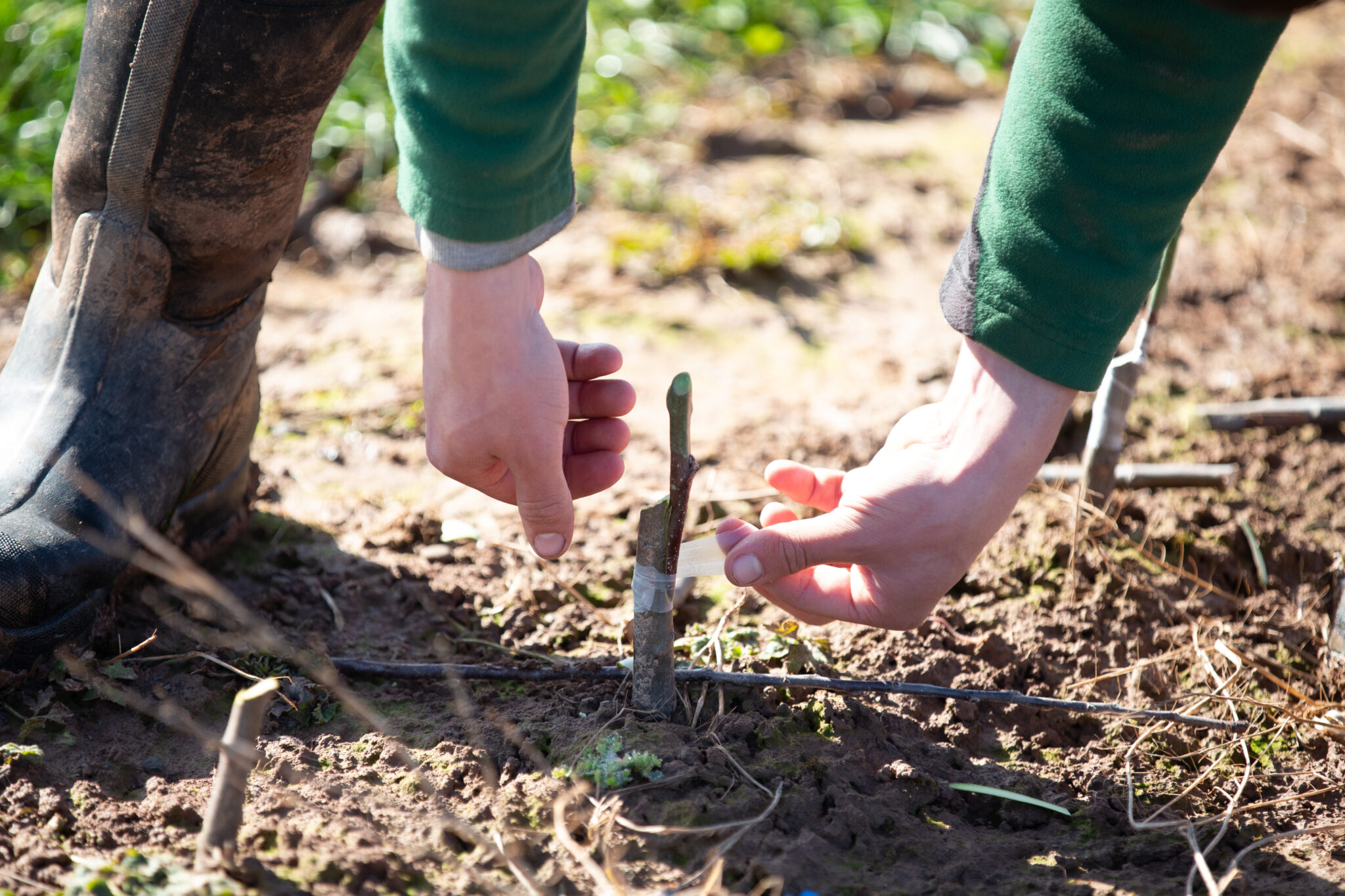 How to Graft a Tree: A Comprehensive Guide to Tree Grafting | Frank P ...