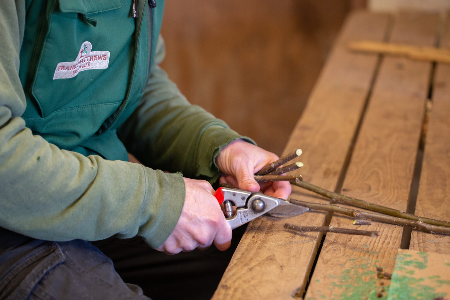 How to Graft a Tree: A Comprehensive Guide to Tree Grafting | Frank P ...