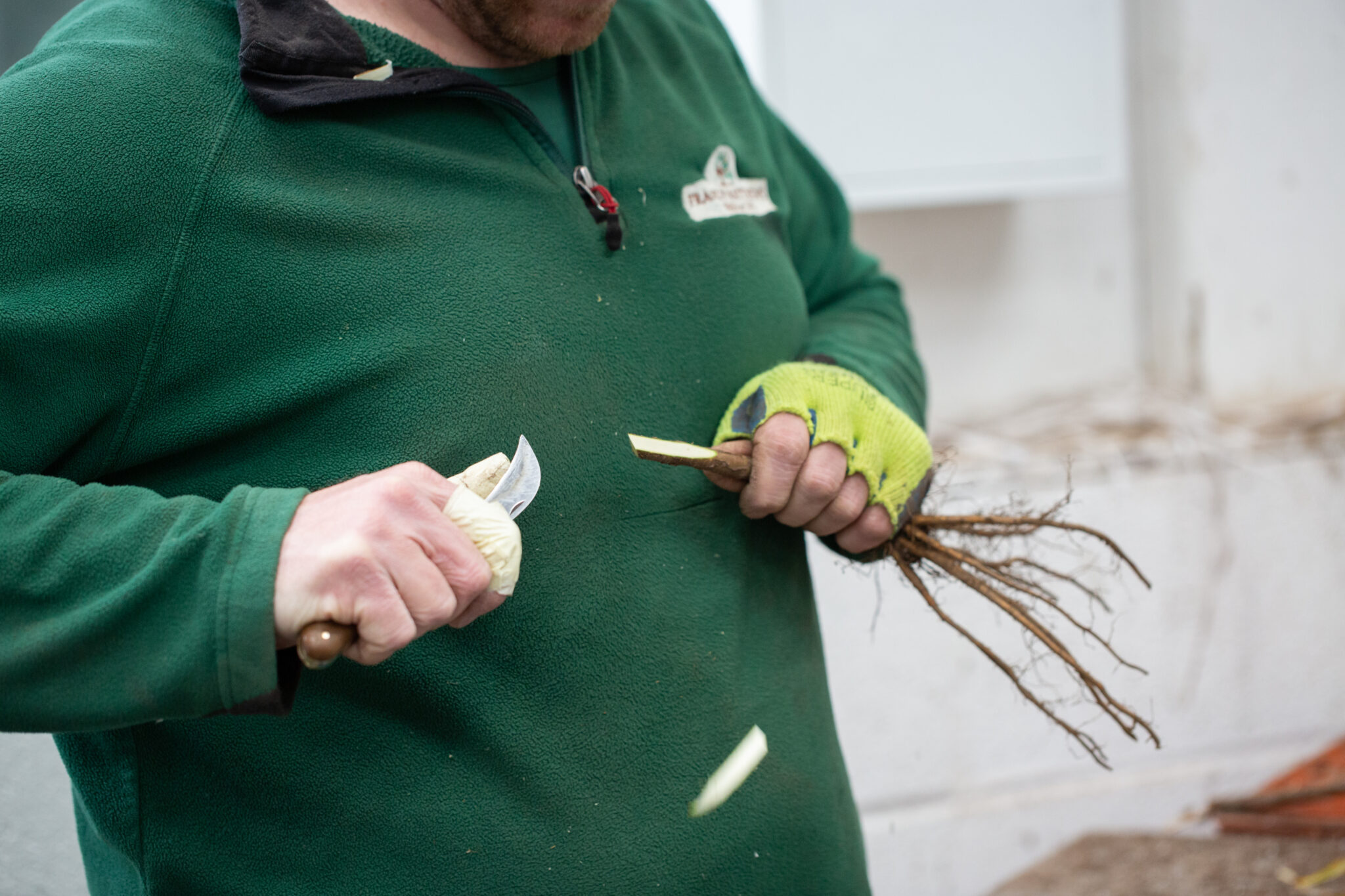How to Graft a Tree: A Comprehensive Guide to Tree Grafting | Frank P ...