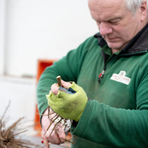 How to Graft a Tree: A Comprehensive Guide to Tree Grafting | Frank P ...