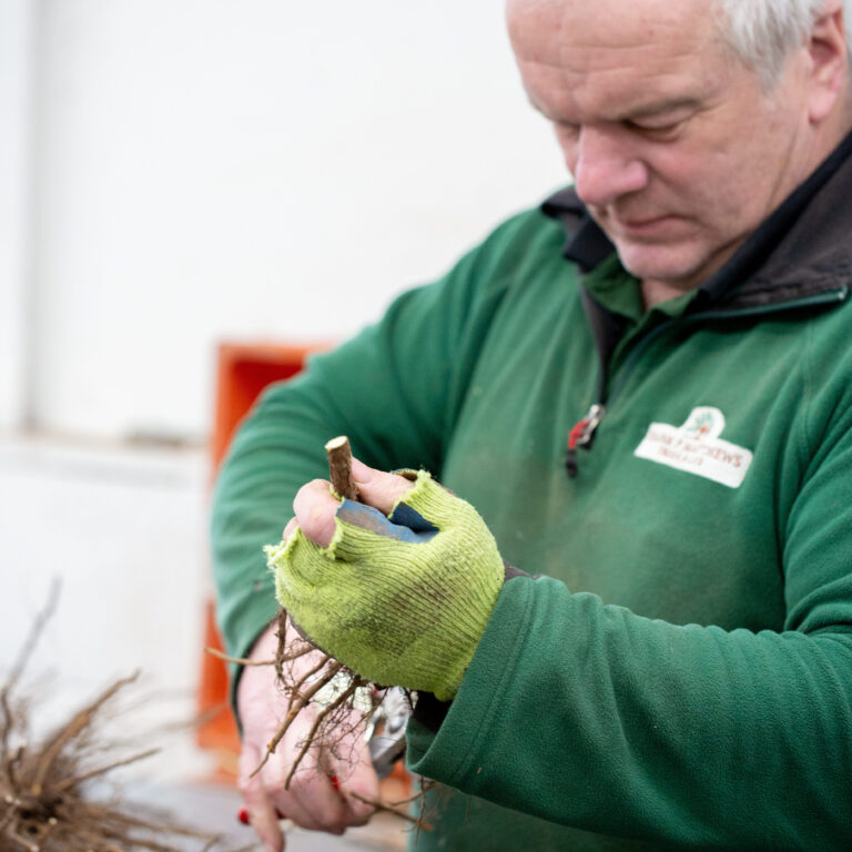 How to Graft a Tree: A Comprehensive Guide to Tree Grafting | Frank P ...