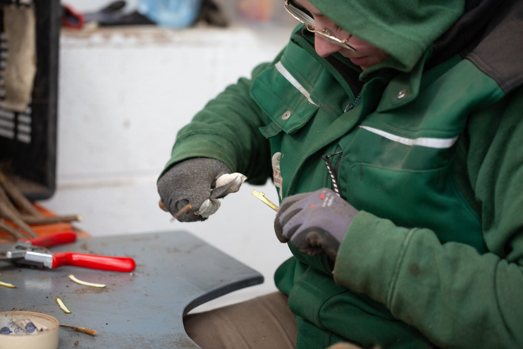 How to Graft a Tree: A Comprehensive Guide to Tree Grafting | Frank P ...